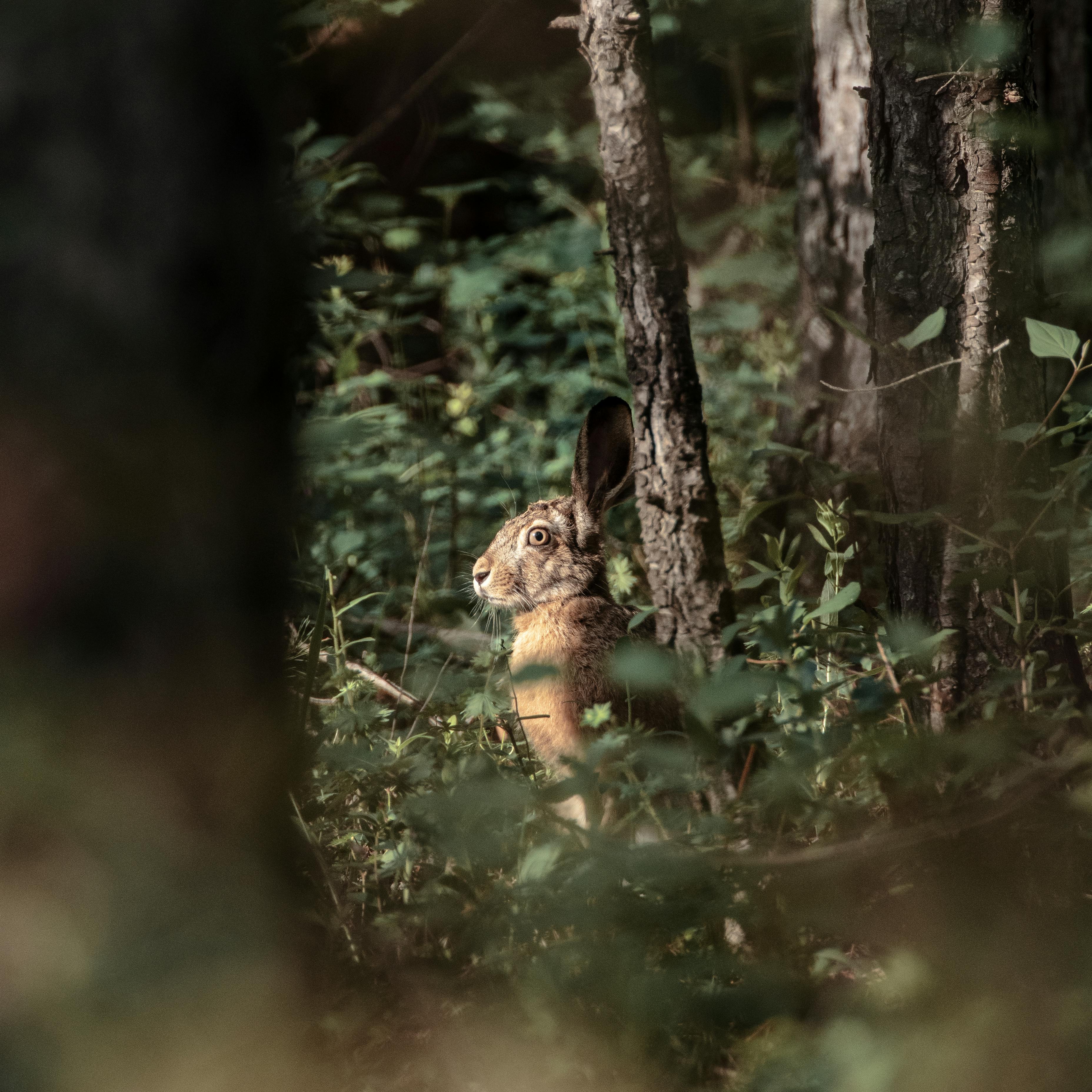 Photo of A Rabbit Near A Tree · Free Stock Photo
