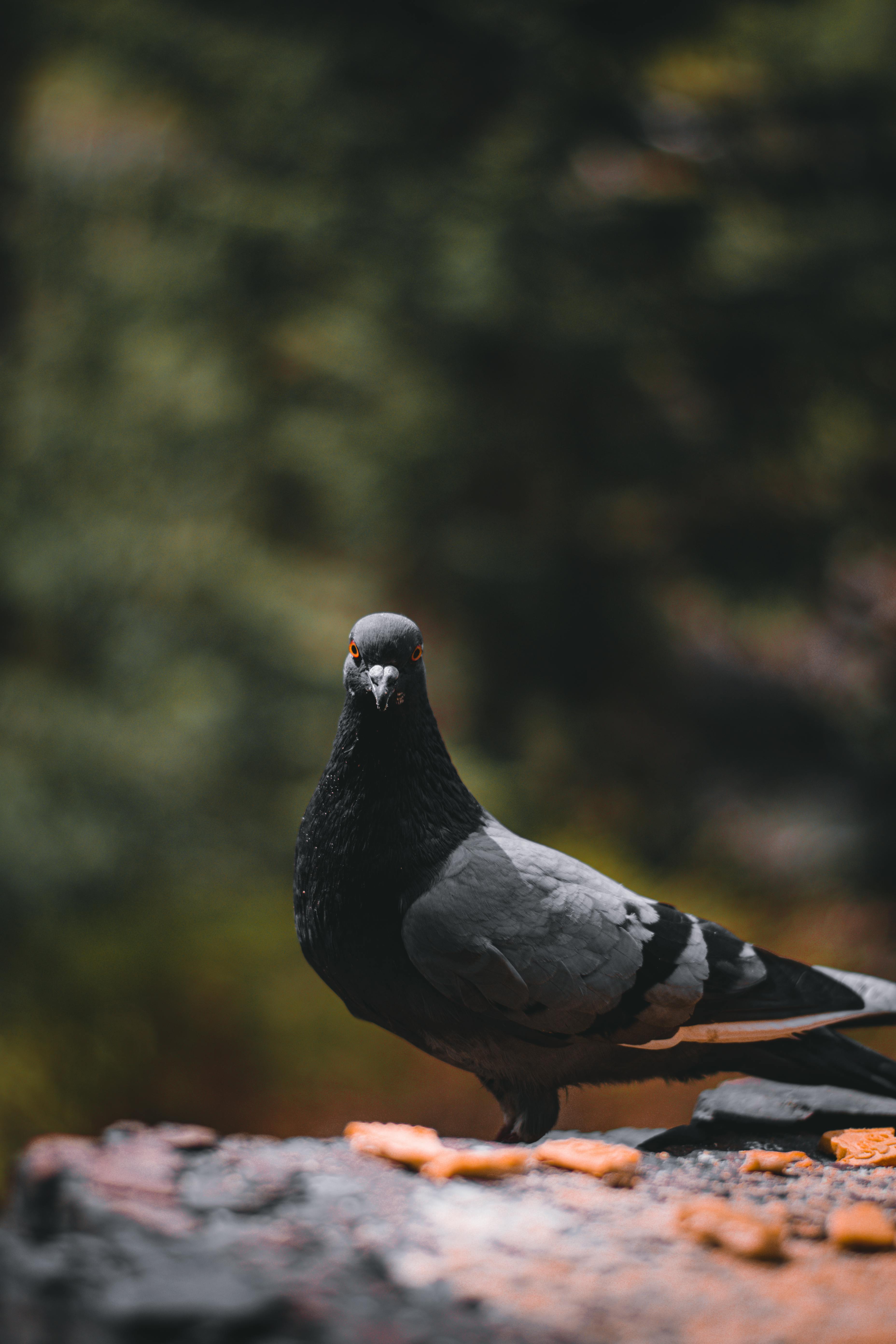Pigeon Looking at Camera · Free Stock Photo