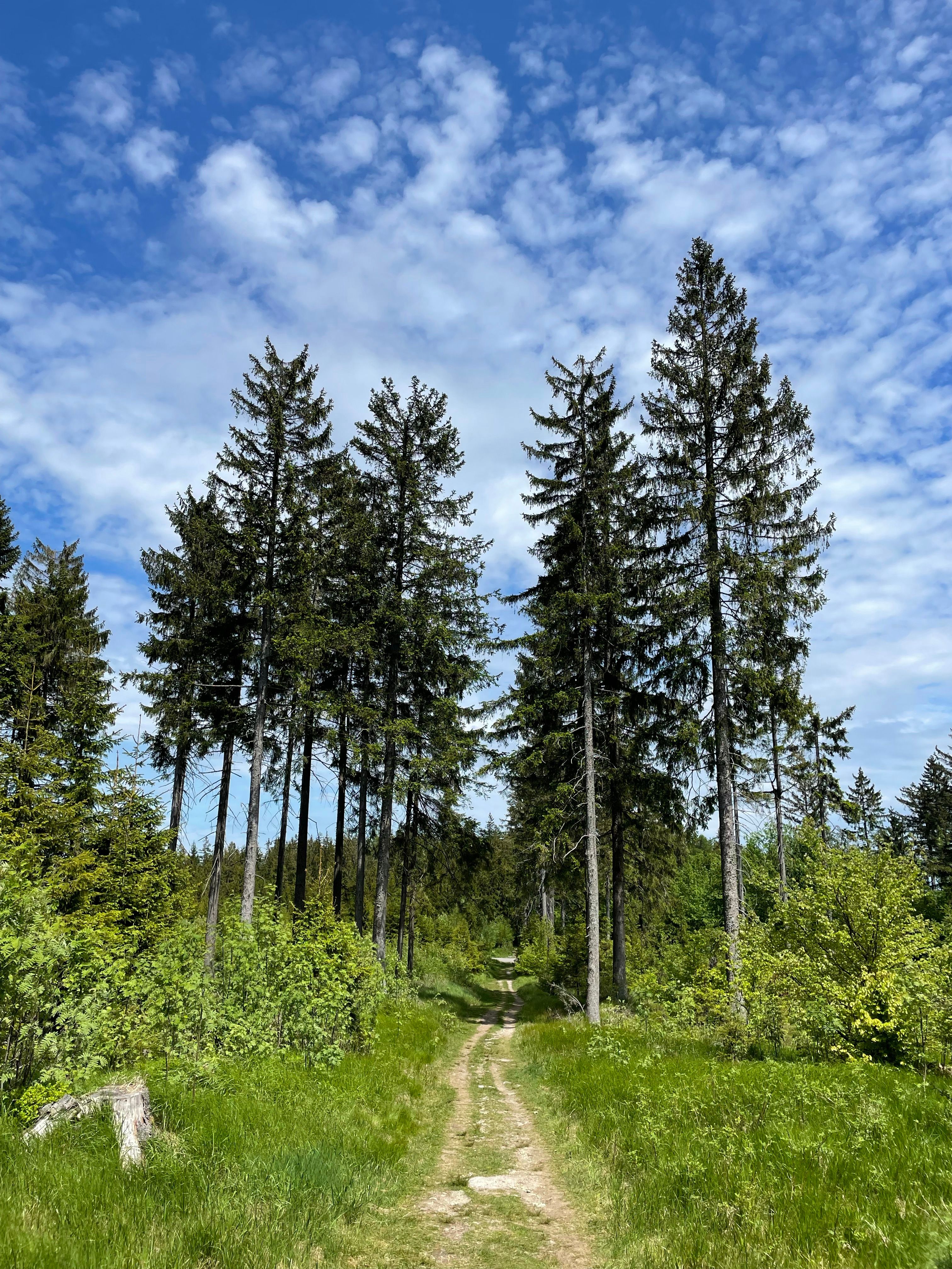Photo of a Path Between Green Plants and Trees · Free Stock Photo