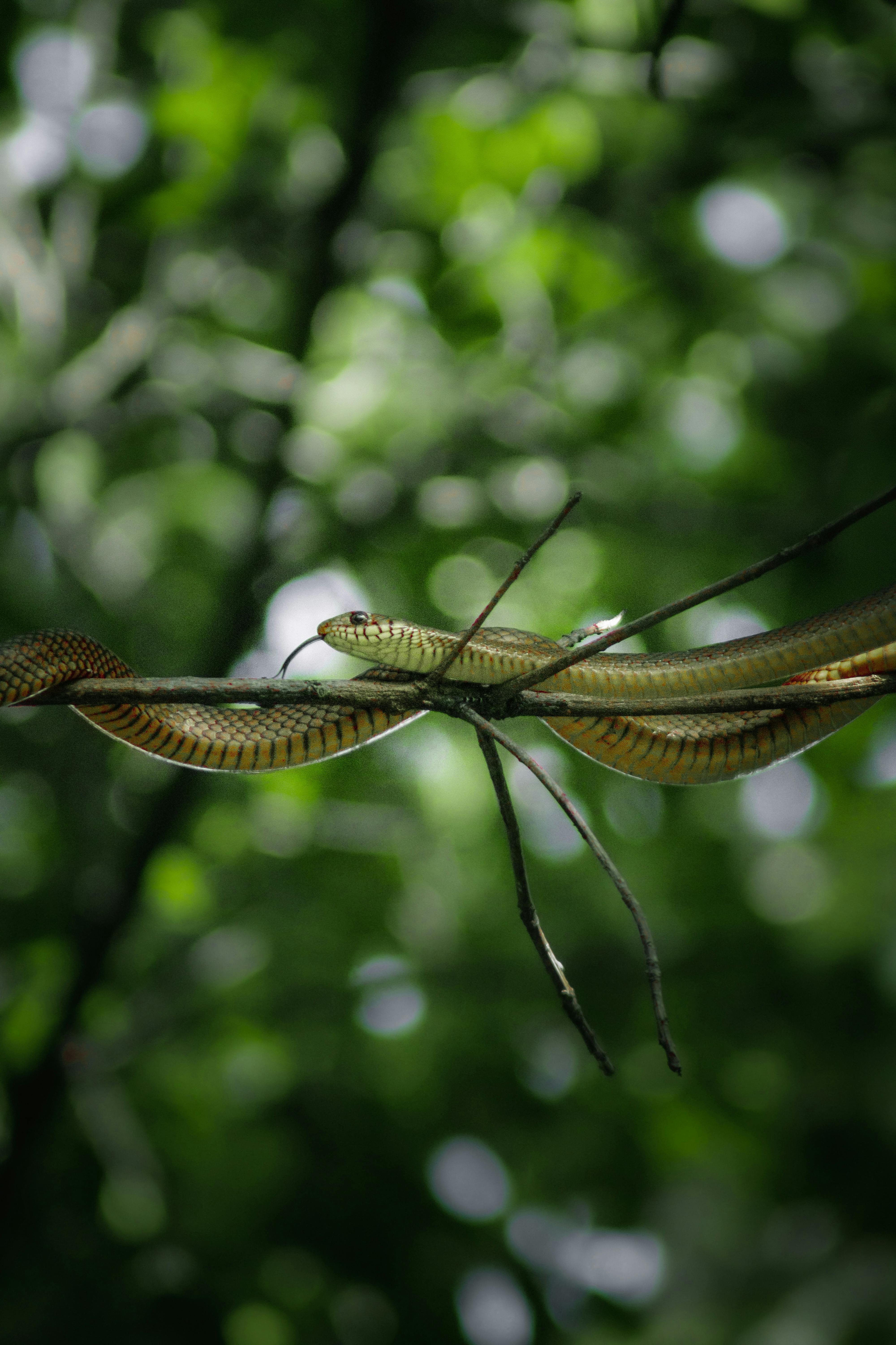 Close-Up Shot of a Snake on a Tree Branch · Free Stock Photo