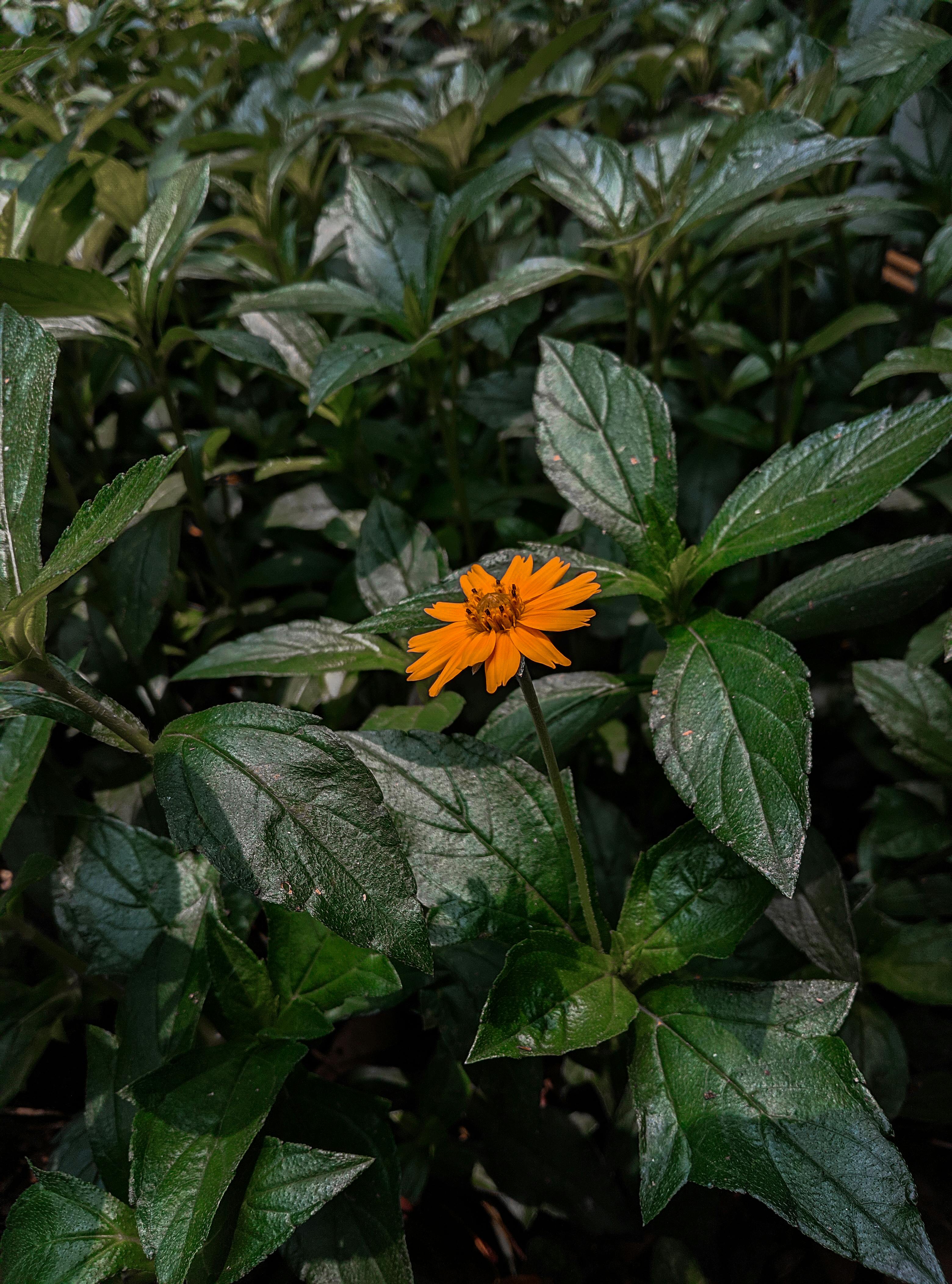 Flower Growing in Garden · Free Stock Photo