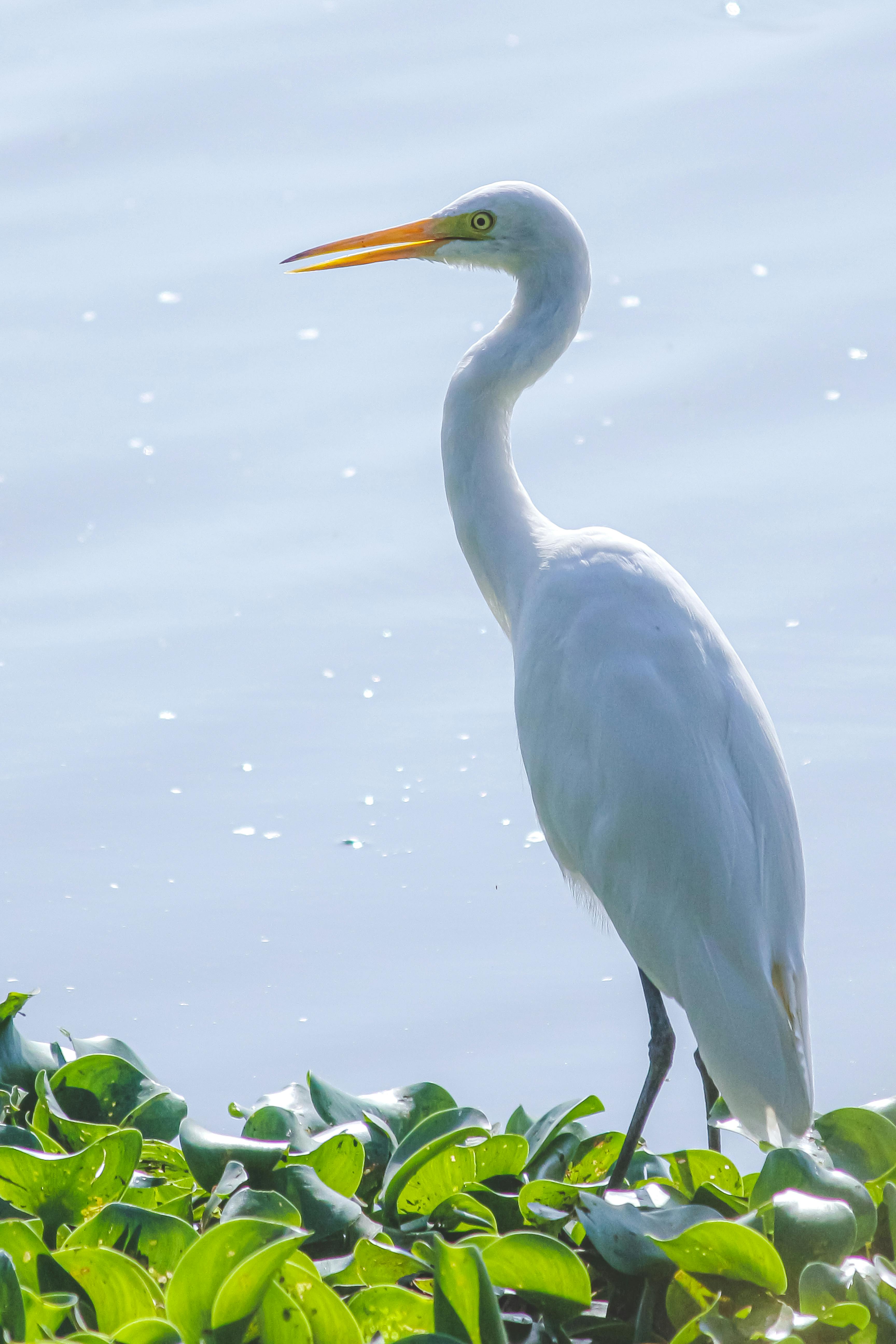 Side View of a Great Egret in Front of a Lake in Black and White · Free ...