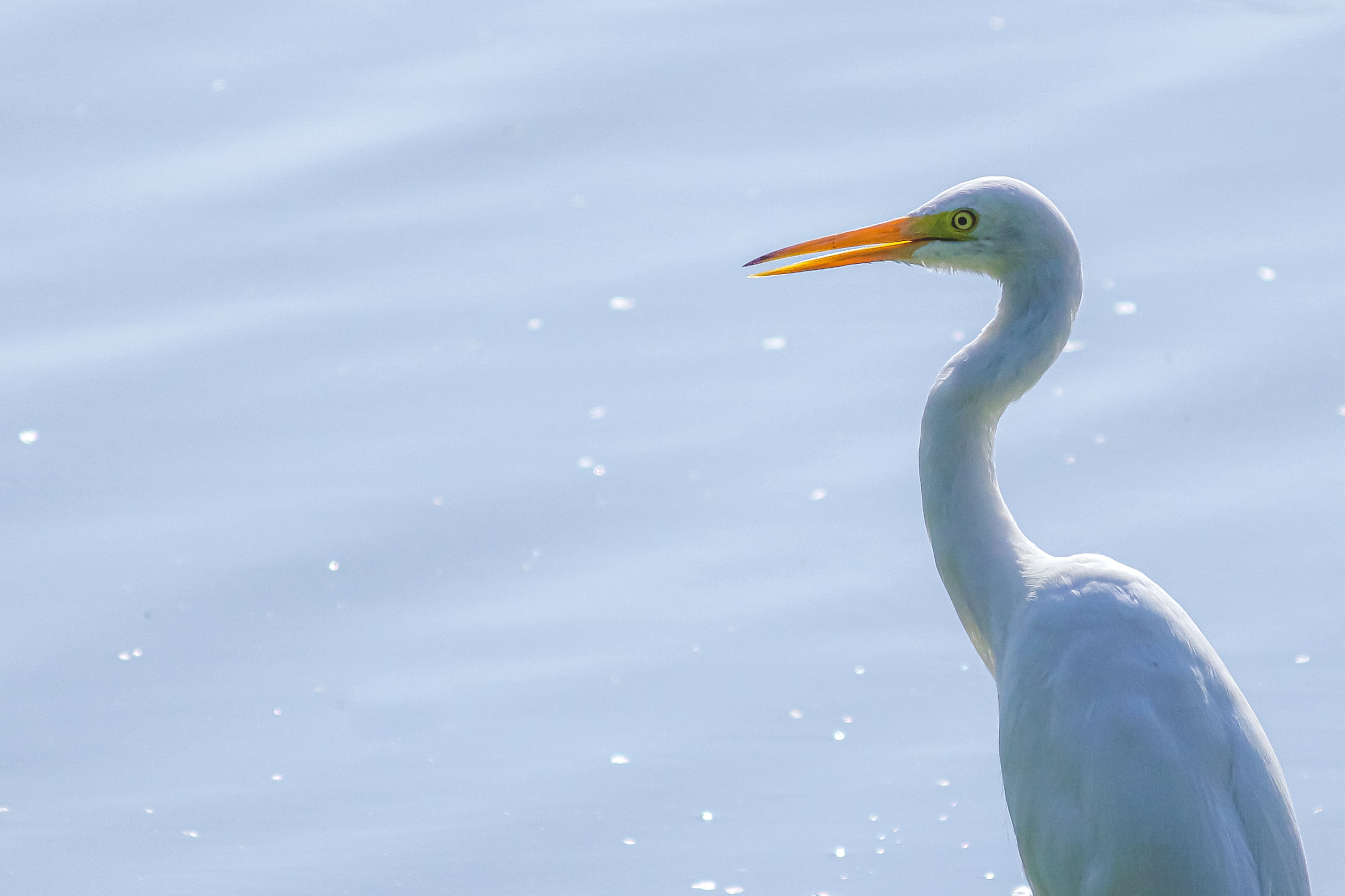 Photo of a White Bird Flying · Free Stock Photo