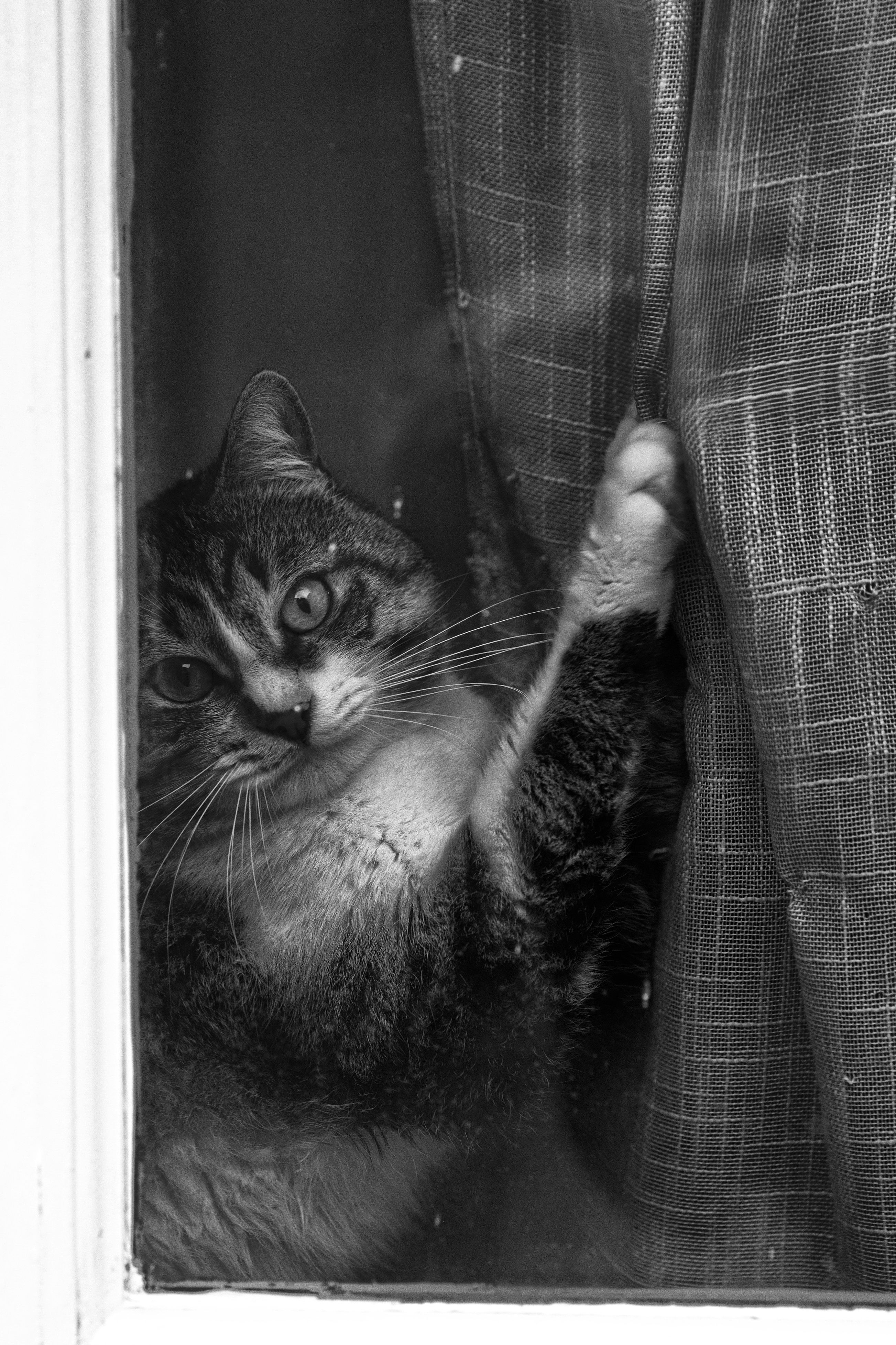 Cats Looking Out Window Photos, Download The BEST Free Cats Looking Out ...
