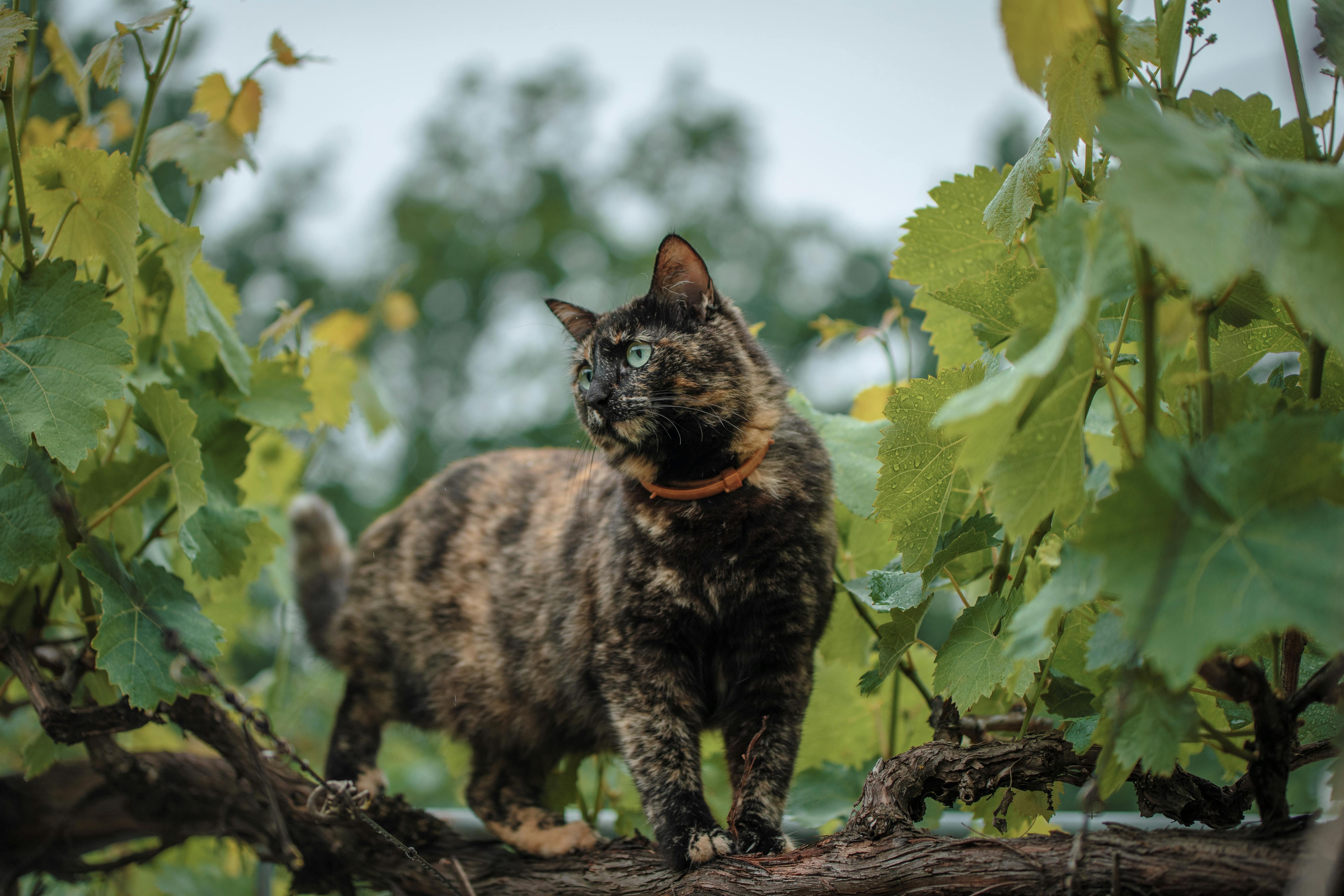 Branch Collar Photos, Download The BEST Free Branch Collar Stock Photos ...