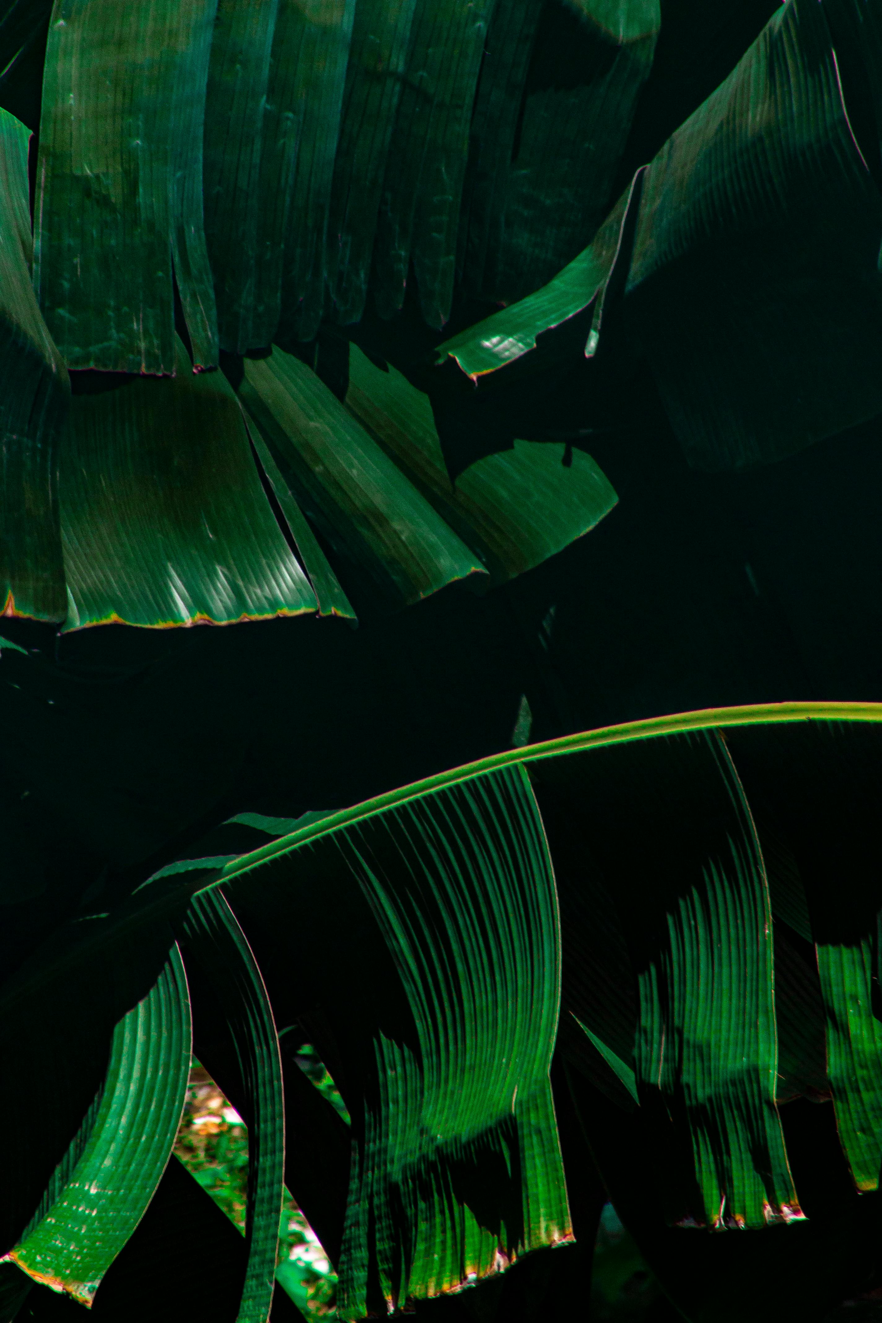 Tropical Plants Texture Photos, Download The BEST Free Tropical Plants ...