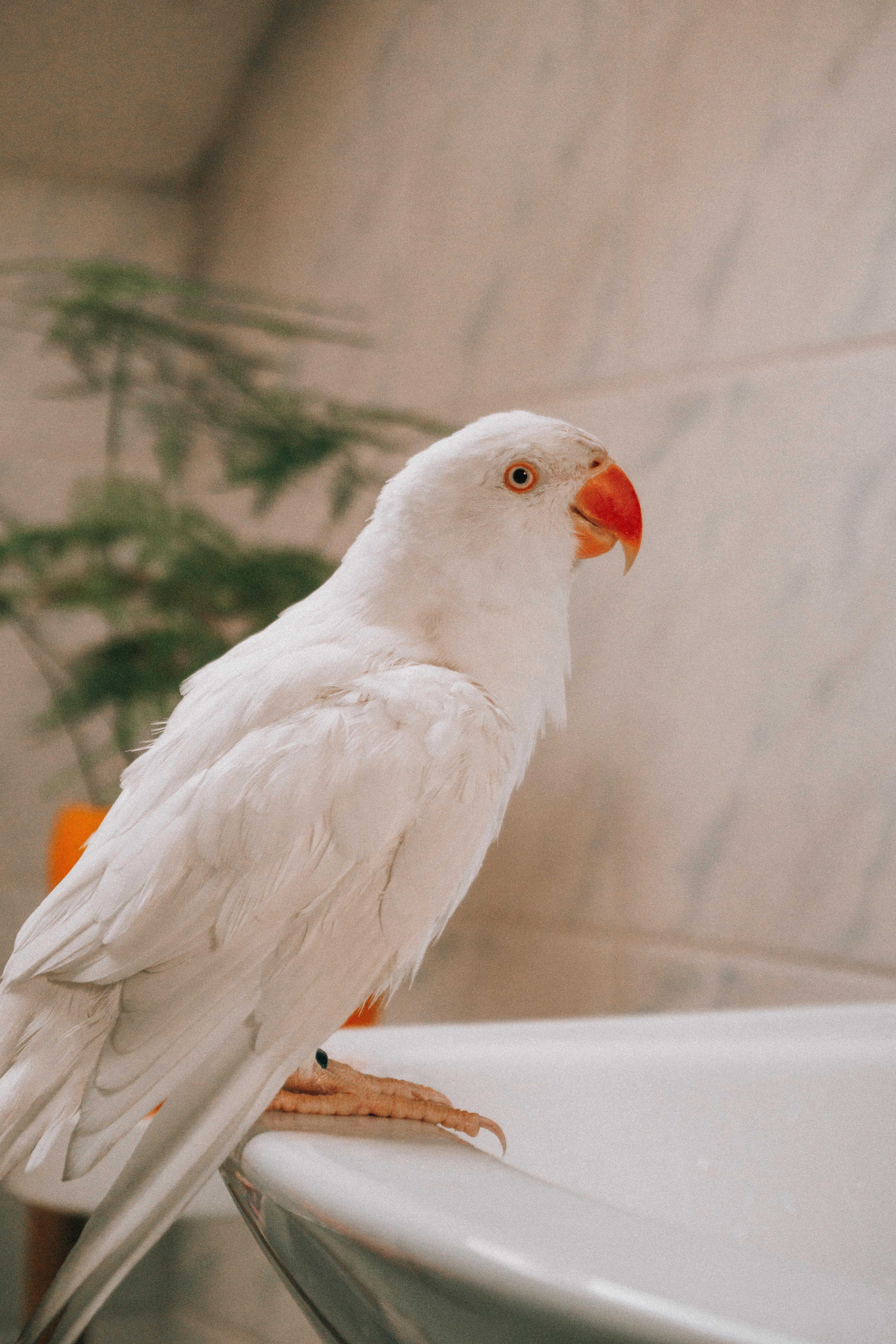 Banded Leg Photos, Download The BEST Free Banded Leg Stock Photos & HD ...