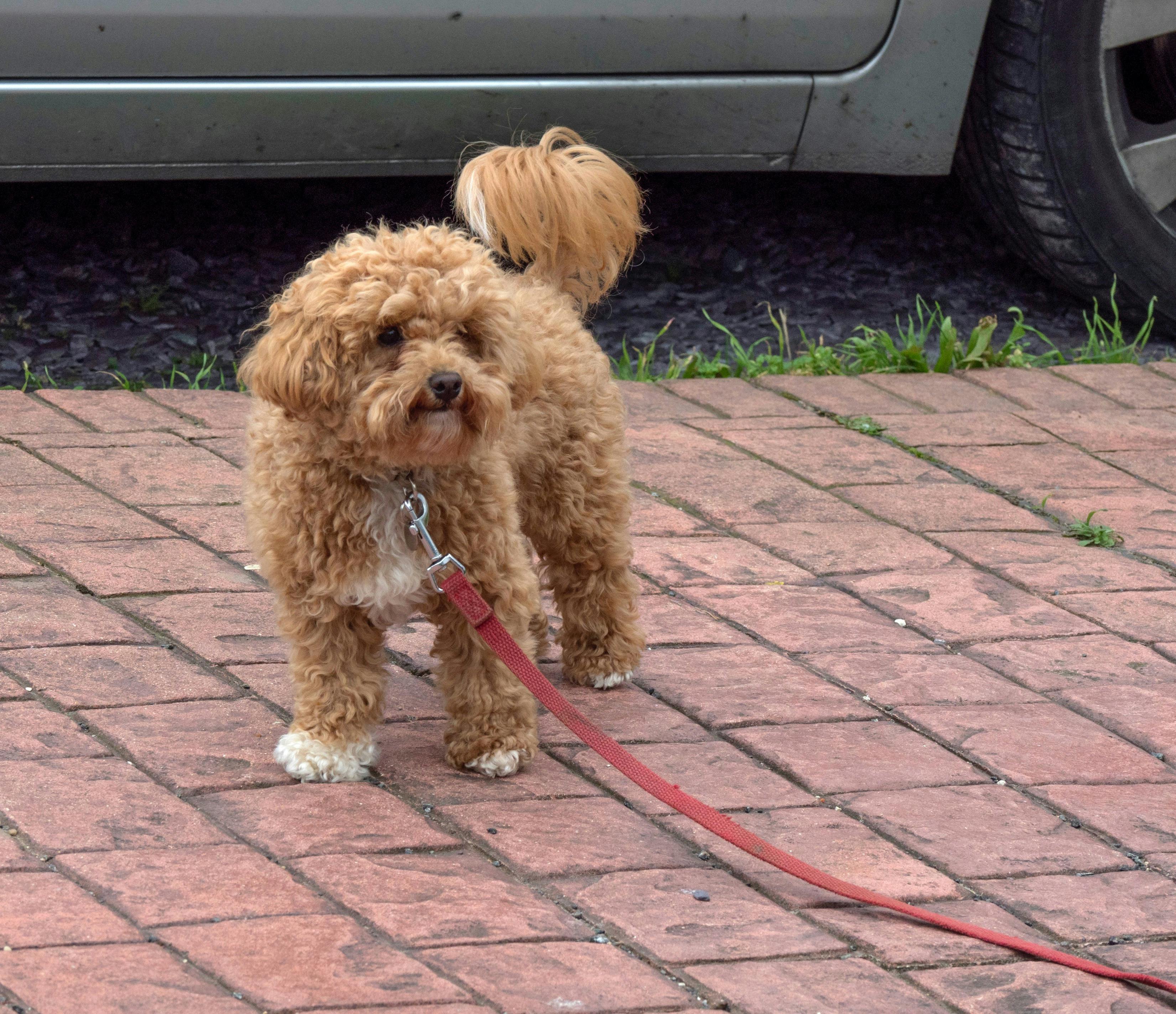 Free stock photo of cavapoo, dog