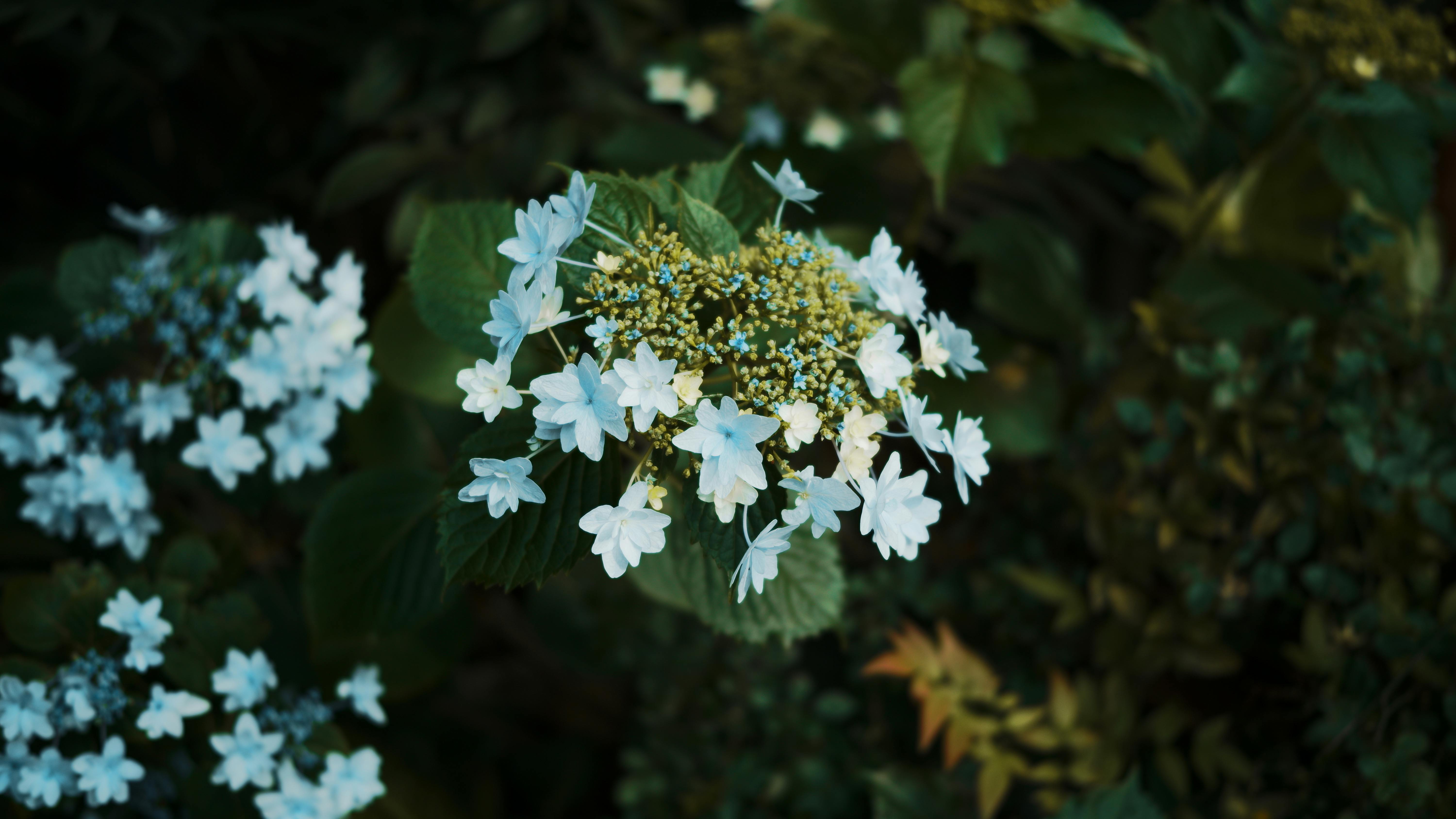 400+ Best Hydrangea Photos · 100% Free Download · Pexels Stock Photos