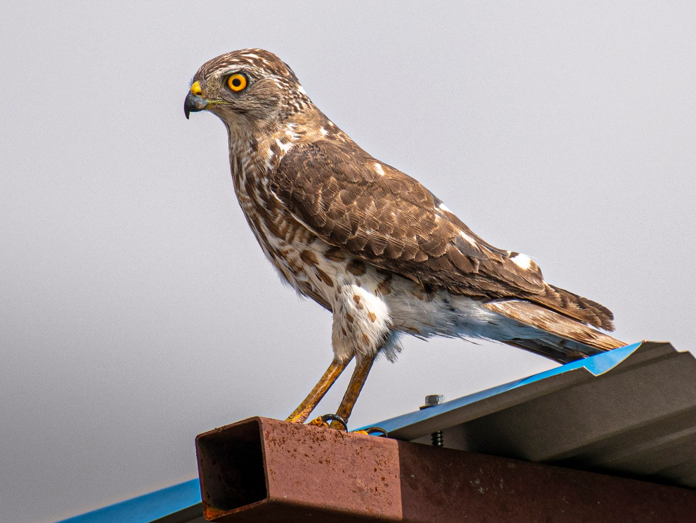 A Hawk Perched on a Rusty Square Steel Tube · Free Stock Photo