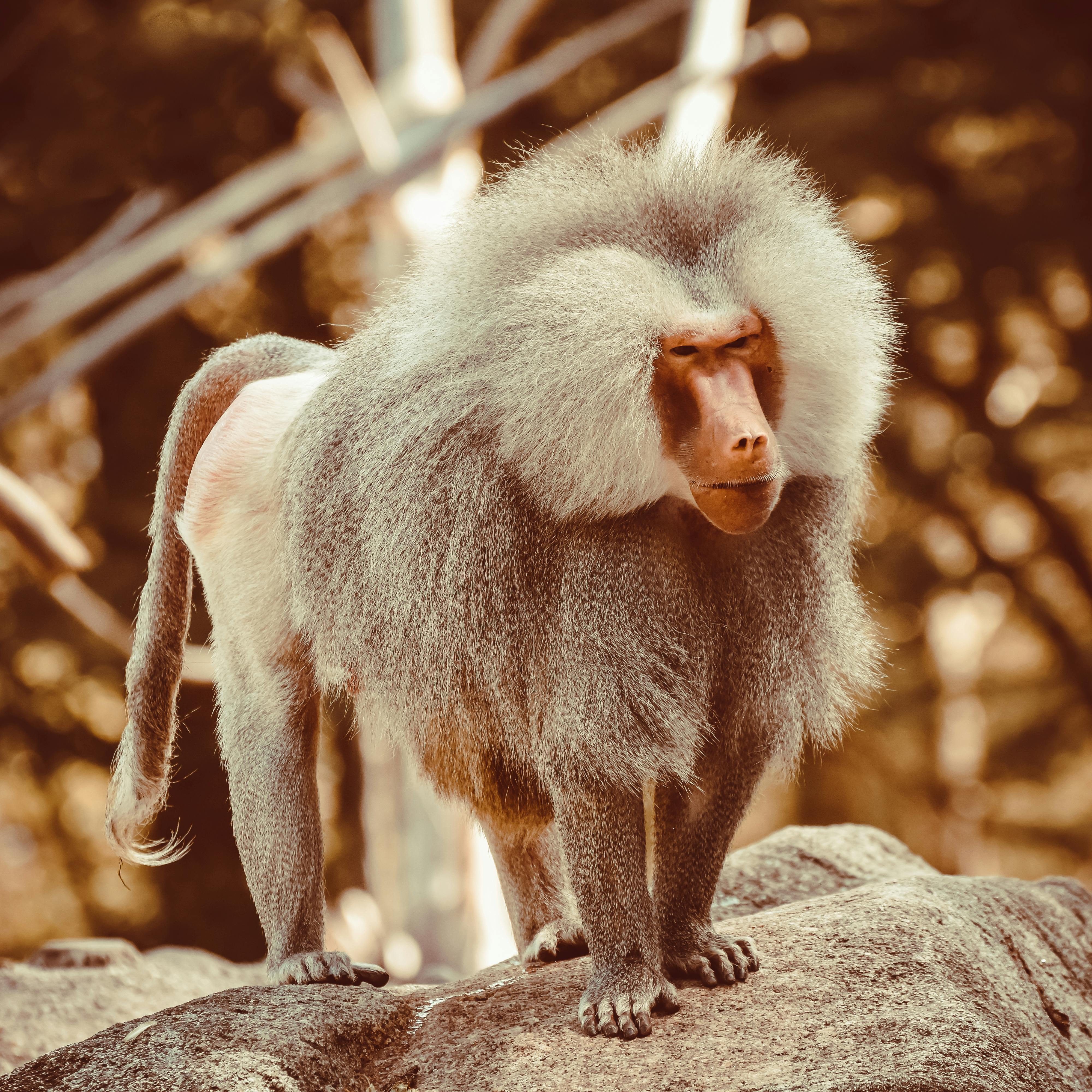Baboon Standing on Gray Rock Formation · Free Stock Photo