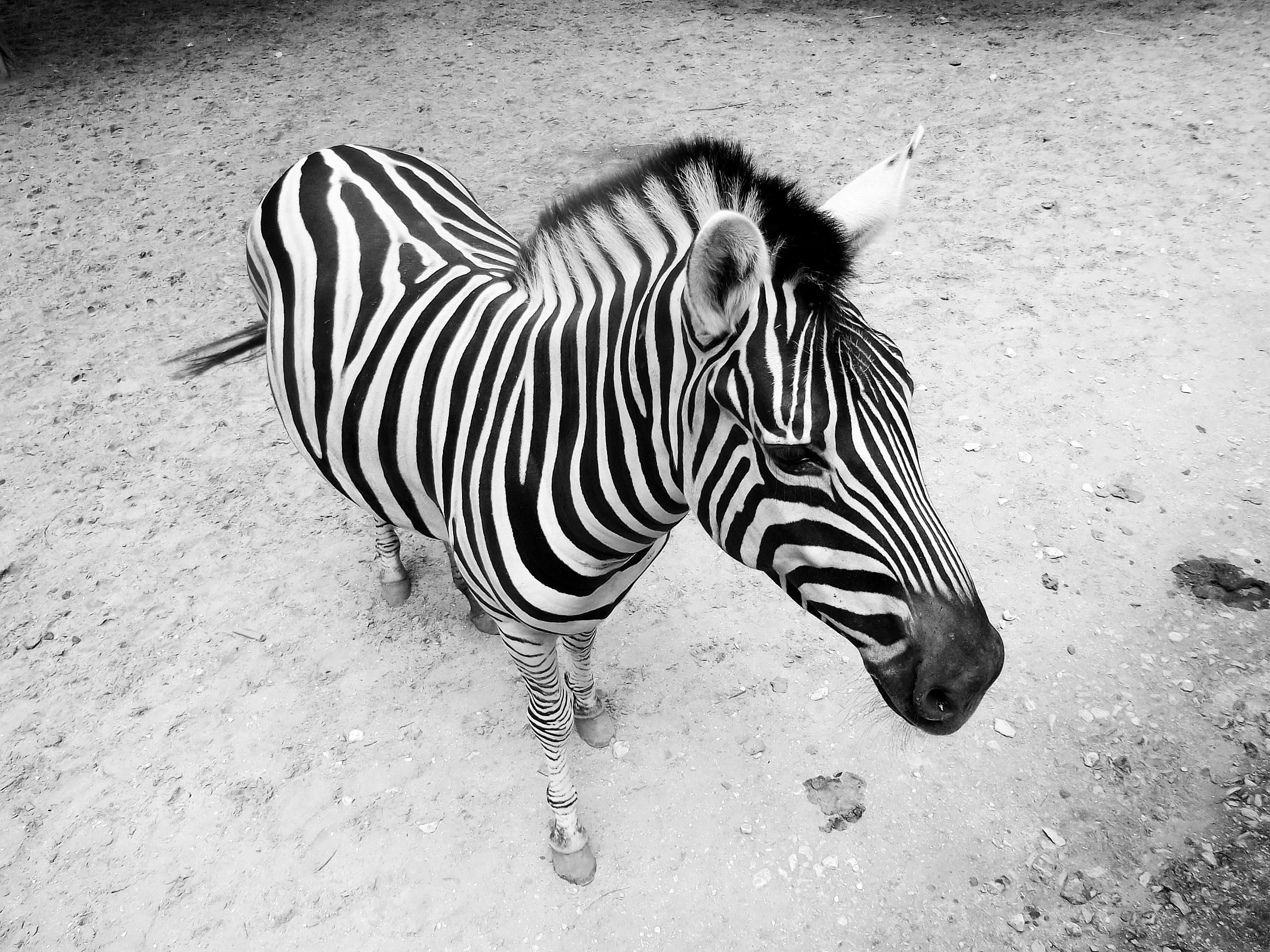 Zebra Standing on Gray Sand · Free Stock Photo