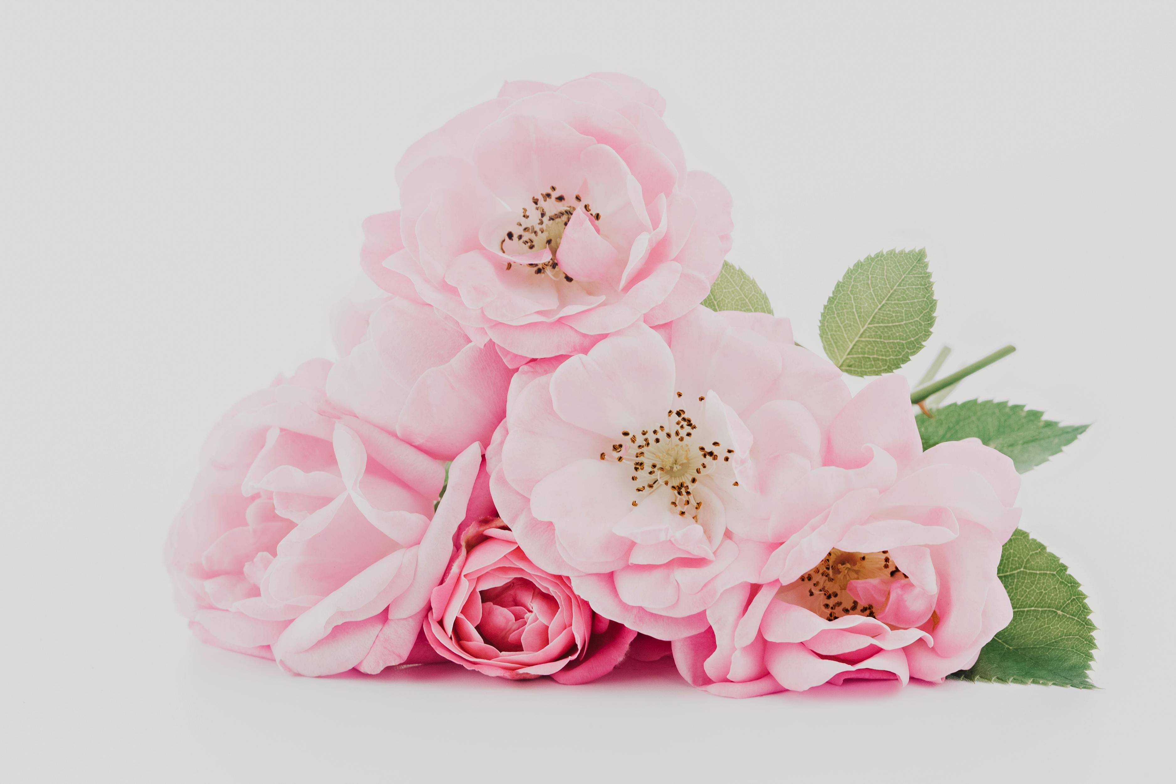 Pink Roses in Close-Up Photography · Free Stock Photo
