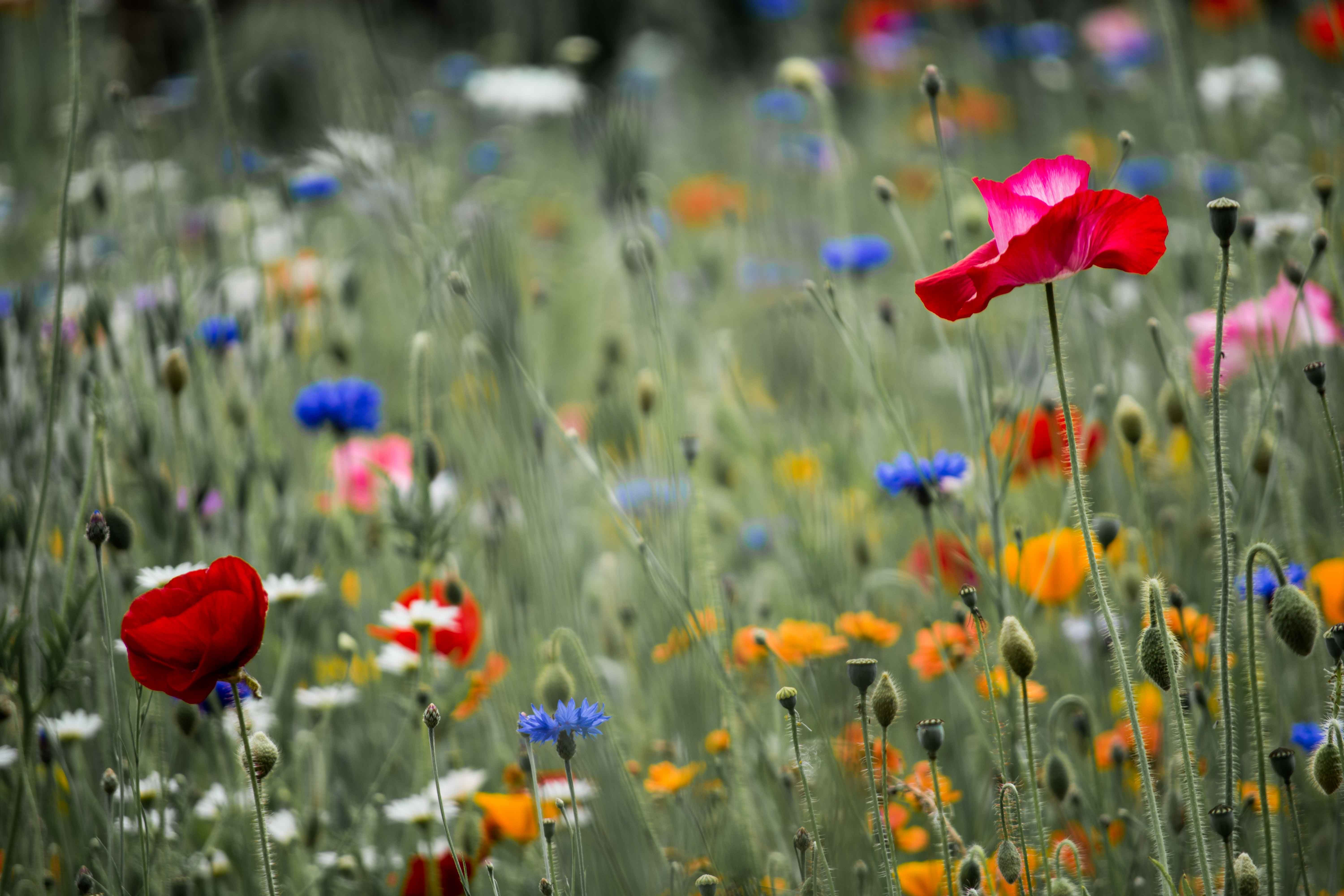 Grass and Flowers · Free Stock Photo