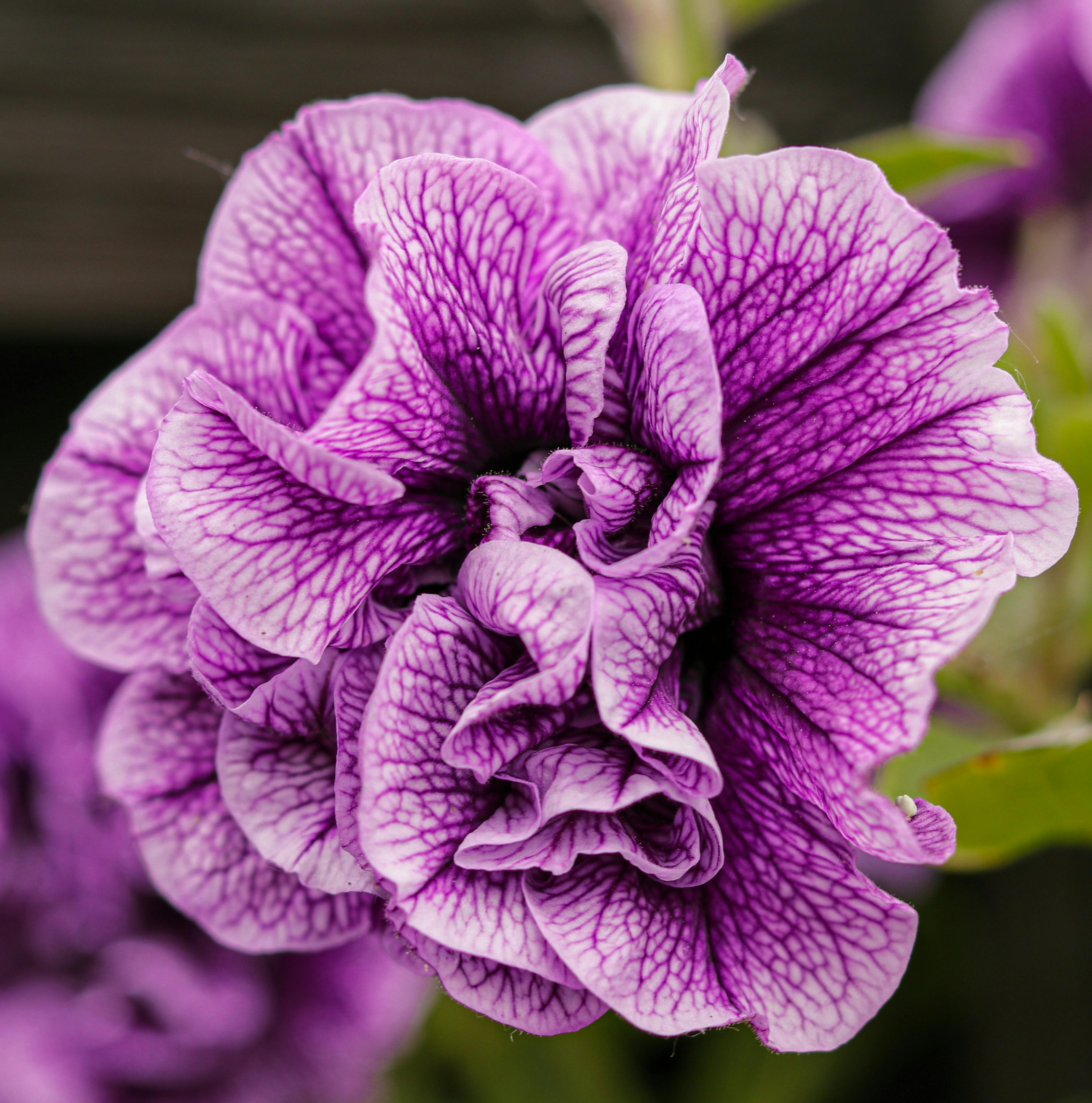 Red And Purple Petaled Flowers · Free Stock Photo