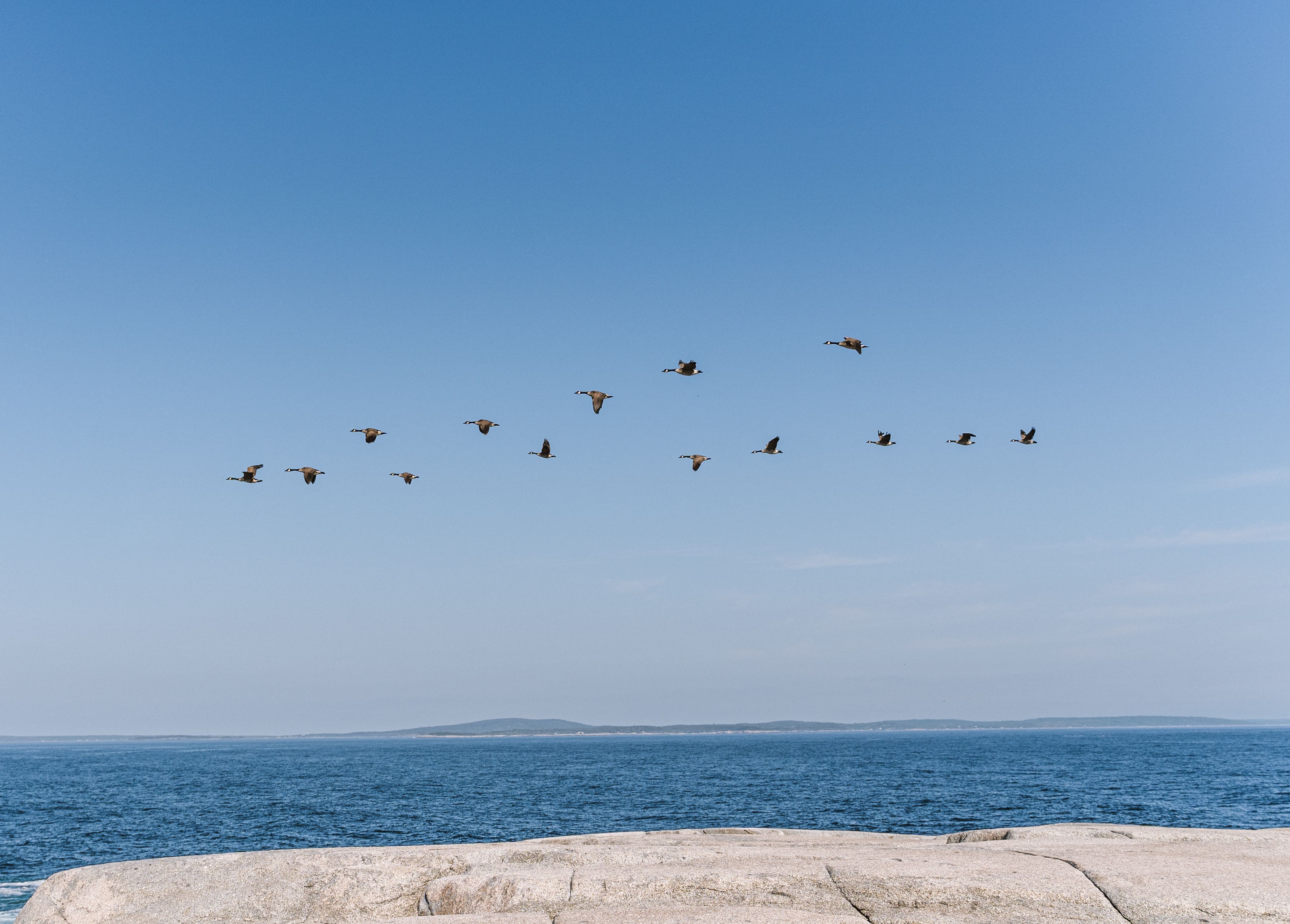 Birds Flying over Sea Shore · Free Stock Photo