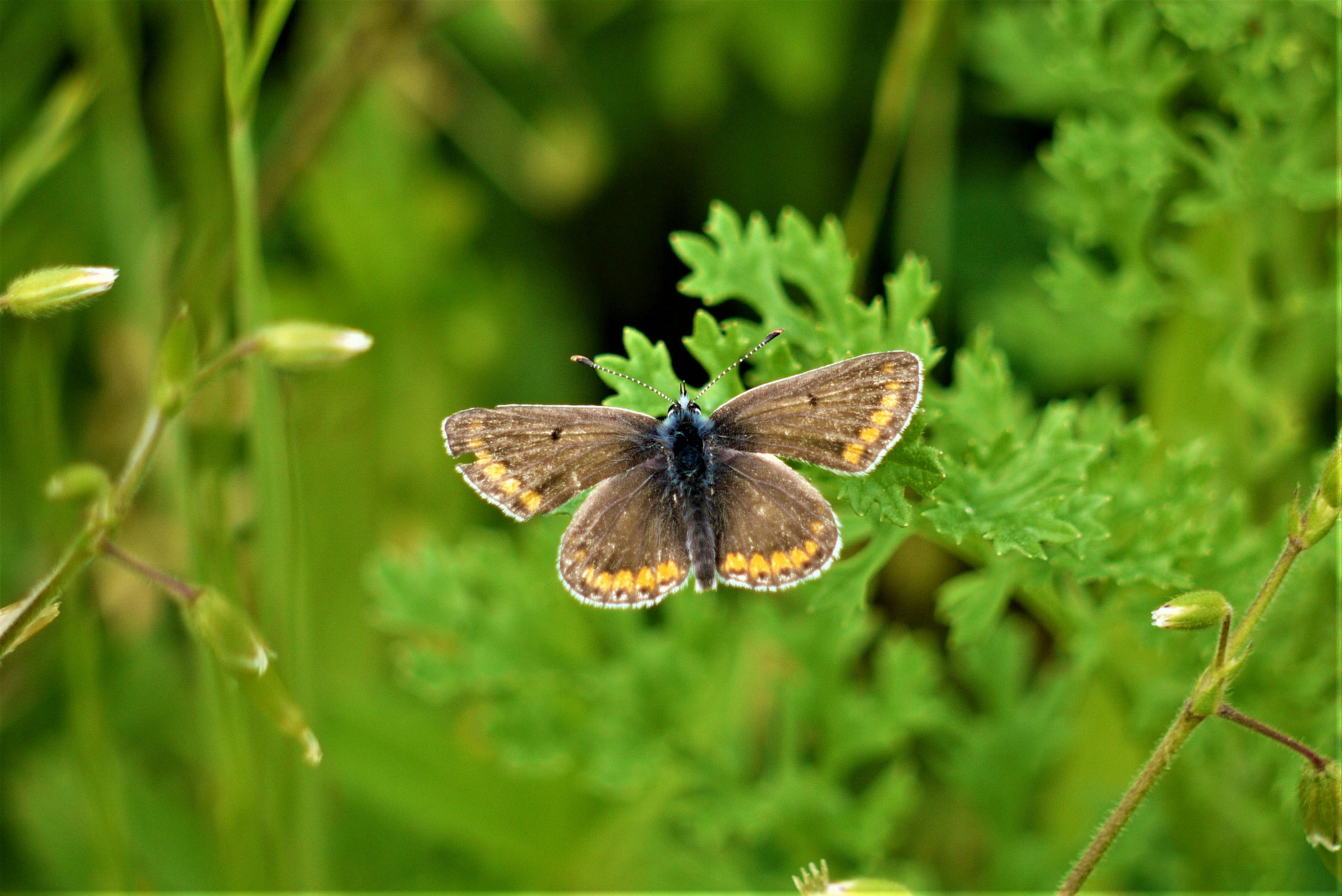 Blue Butterfly on Leaf · Free Stock Photo