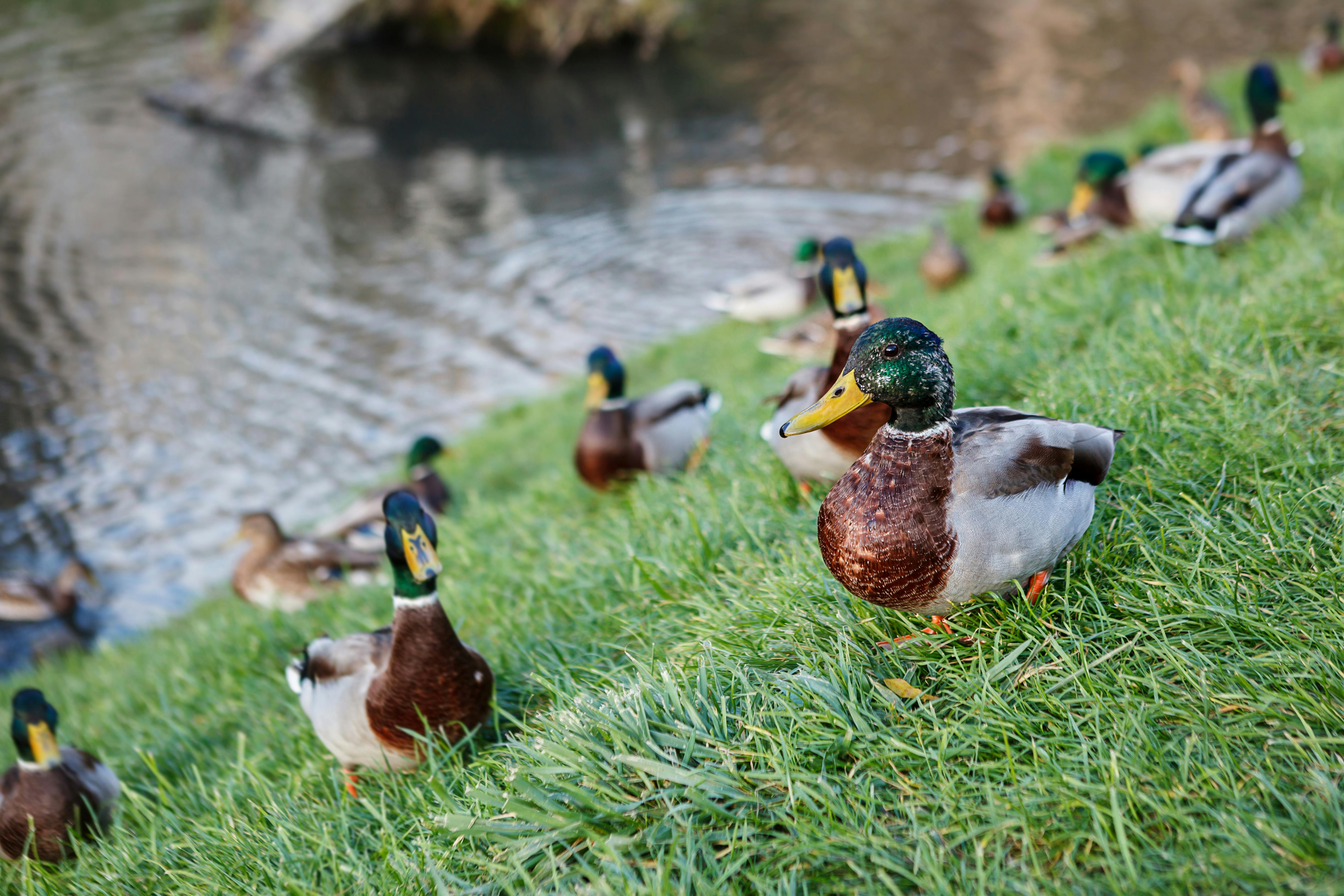 Mallard Ducks near Pond · Free Stock Photo