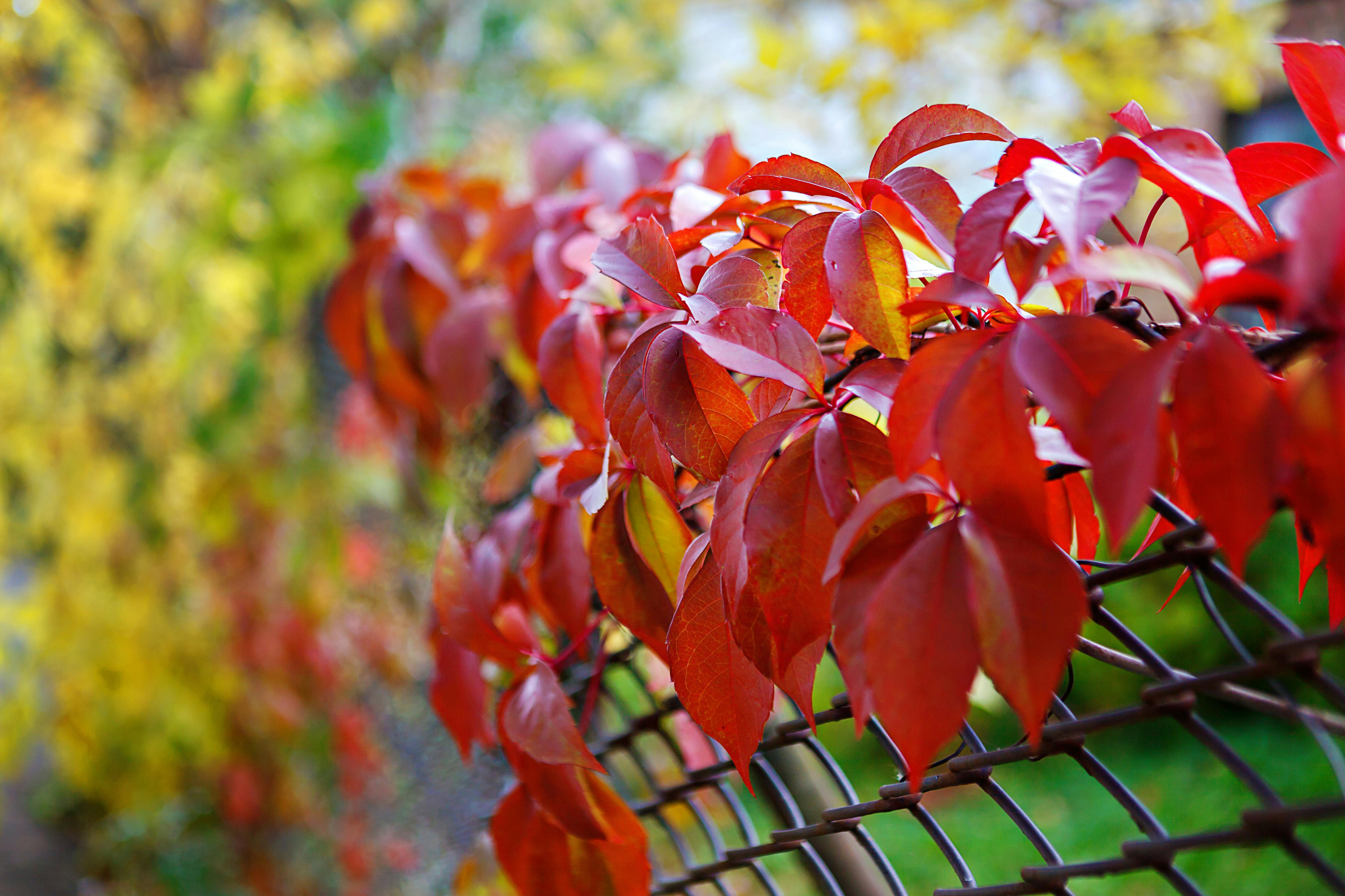 Red Leaves in Tilt Shift Lens · Free Stock Photo
