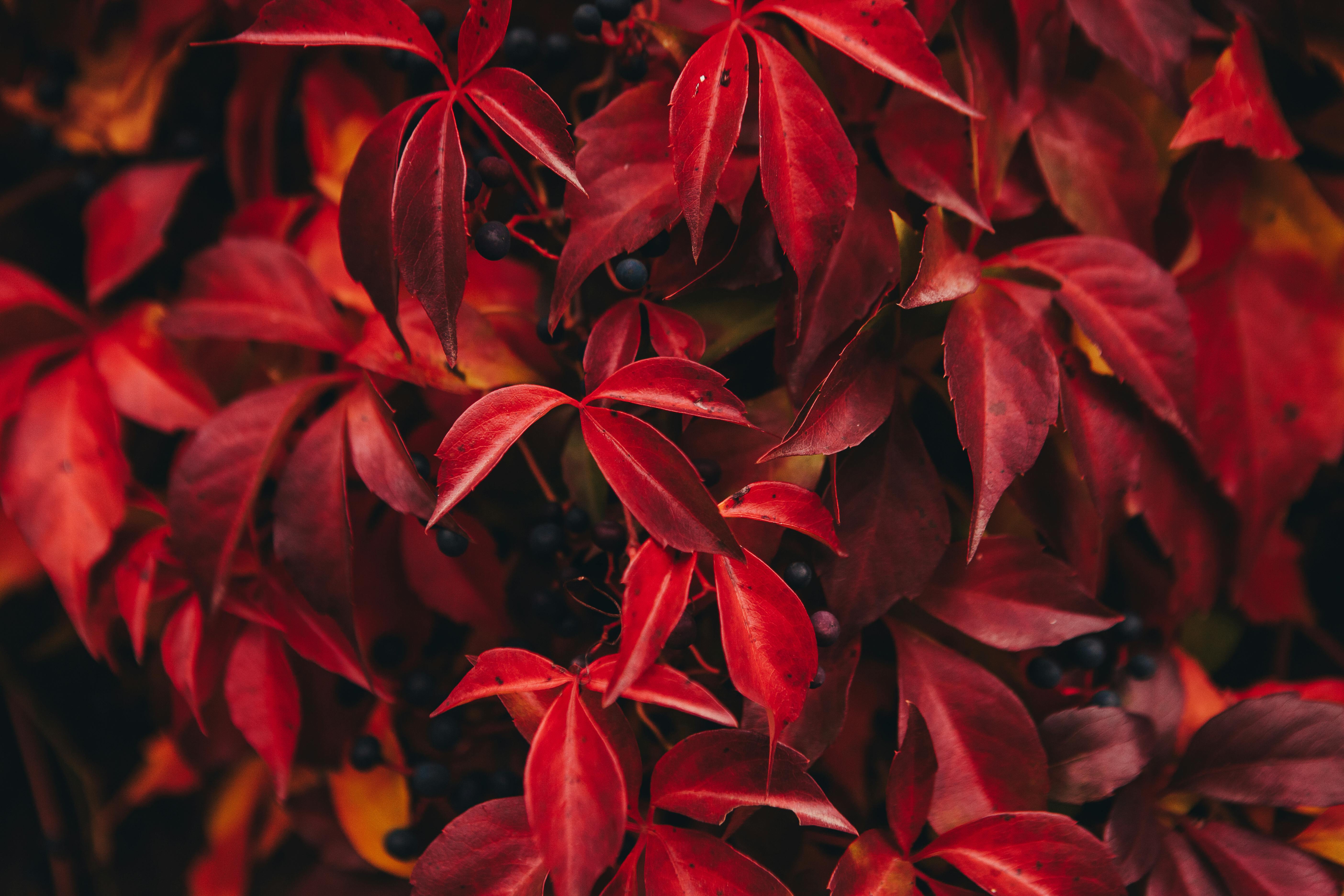 Red Leaves in Tilt Shift Lens · Free Stock Photo