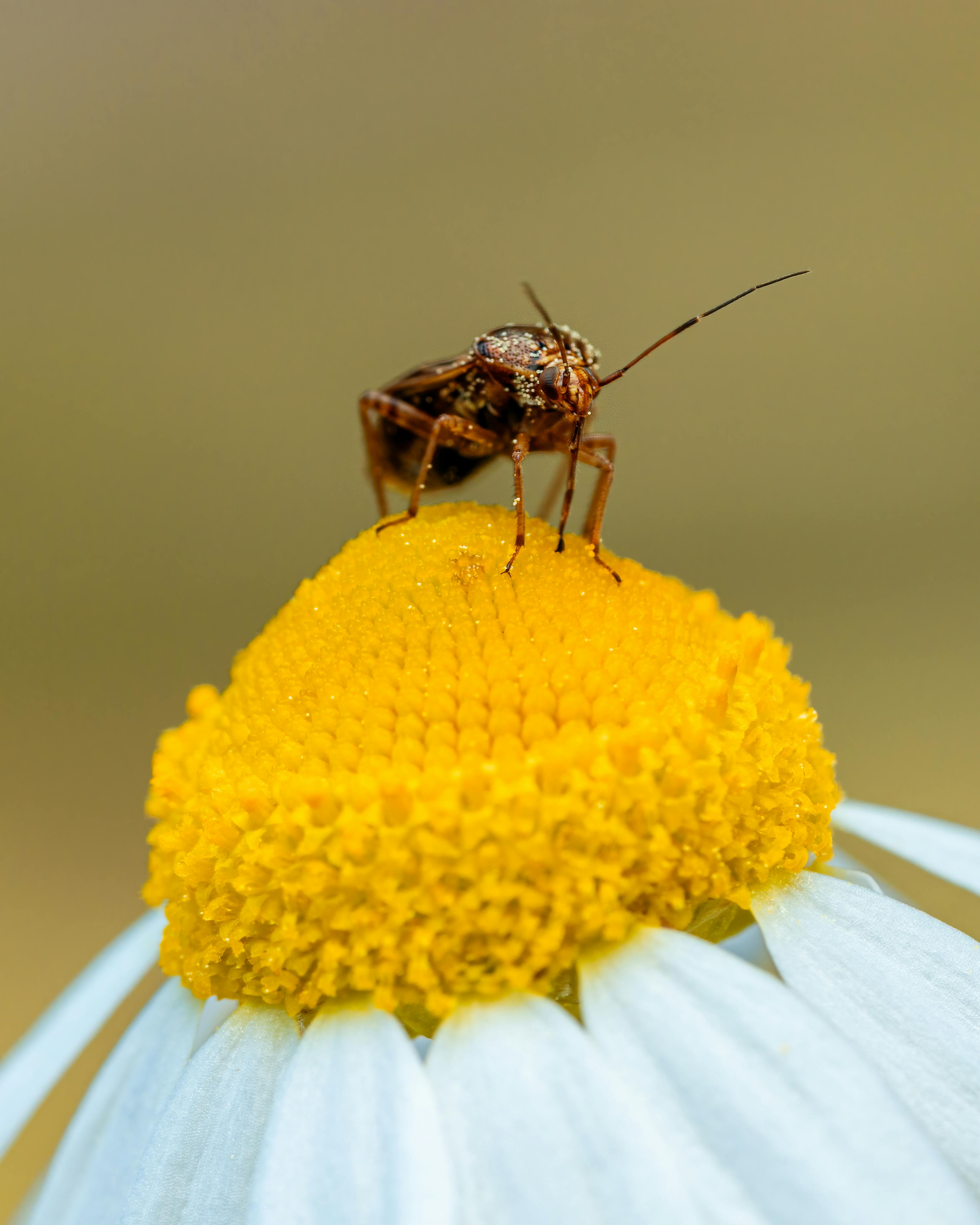 Grain Weevil Sitting on Jean Fabric · Free Stock Photo