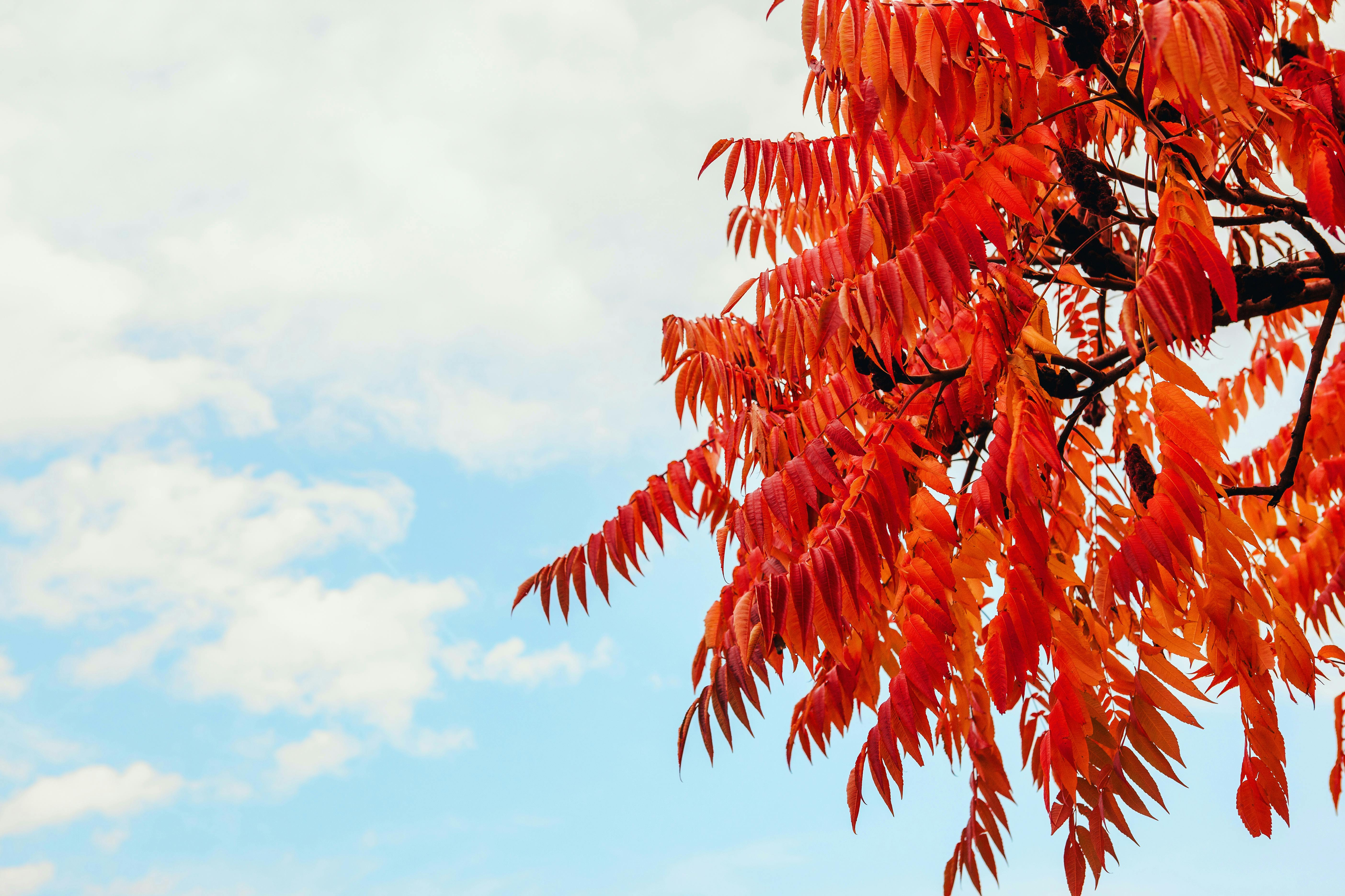Green Leaf Tree · Free Stock Photo