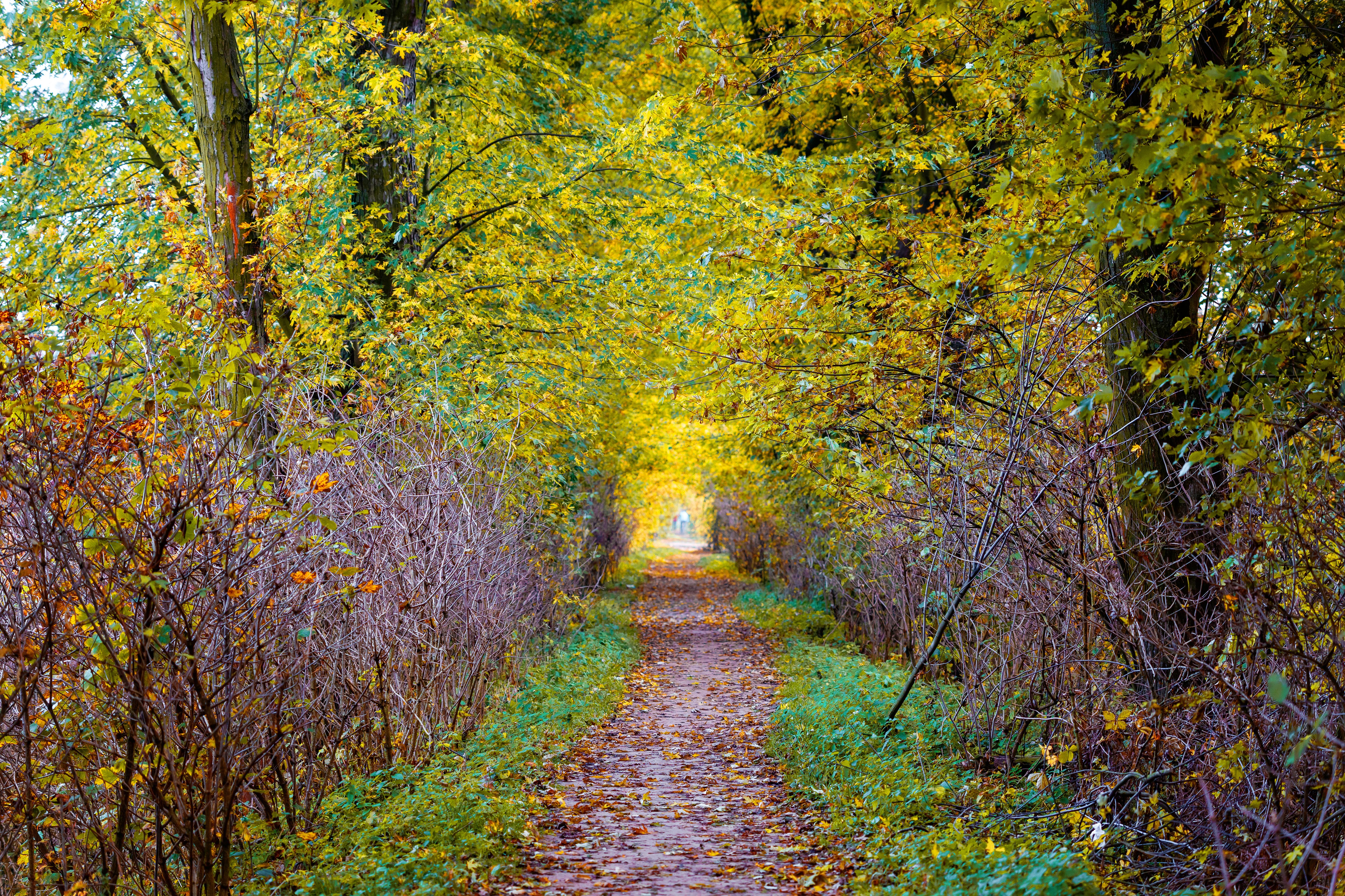 Pathway Between Green tress · Free Stock Photo
