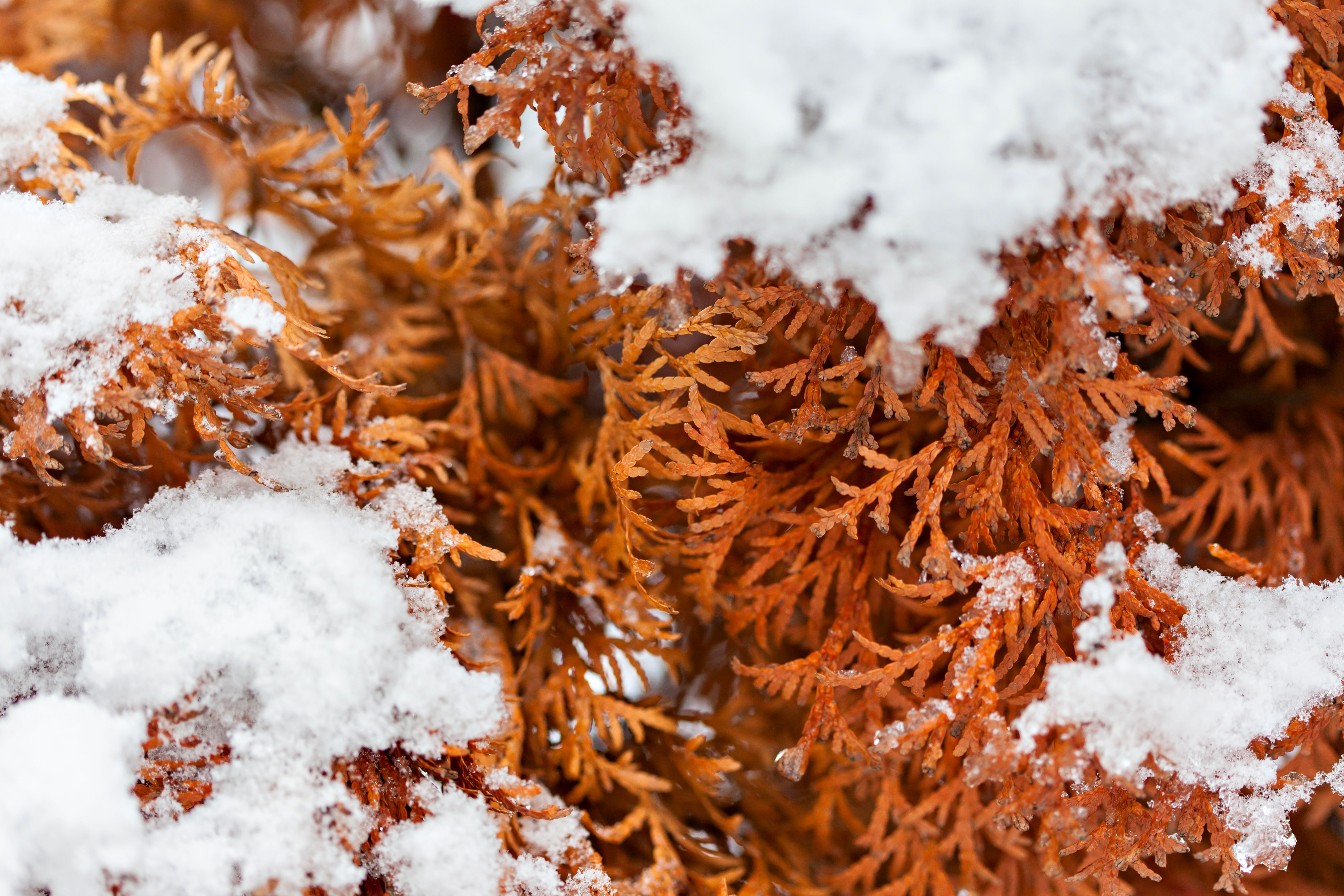 Ice on Pine Tree Brown Leaves · Free Stock Photo