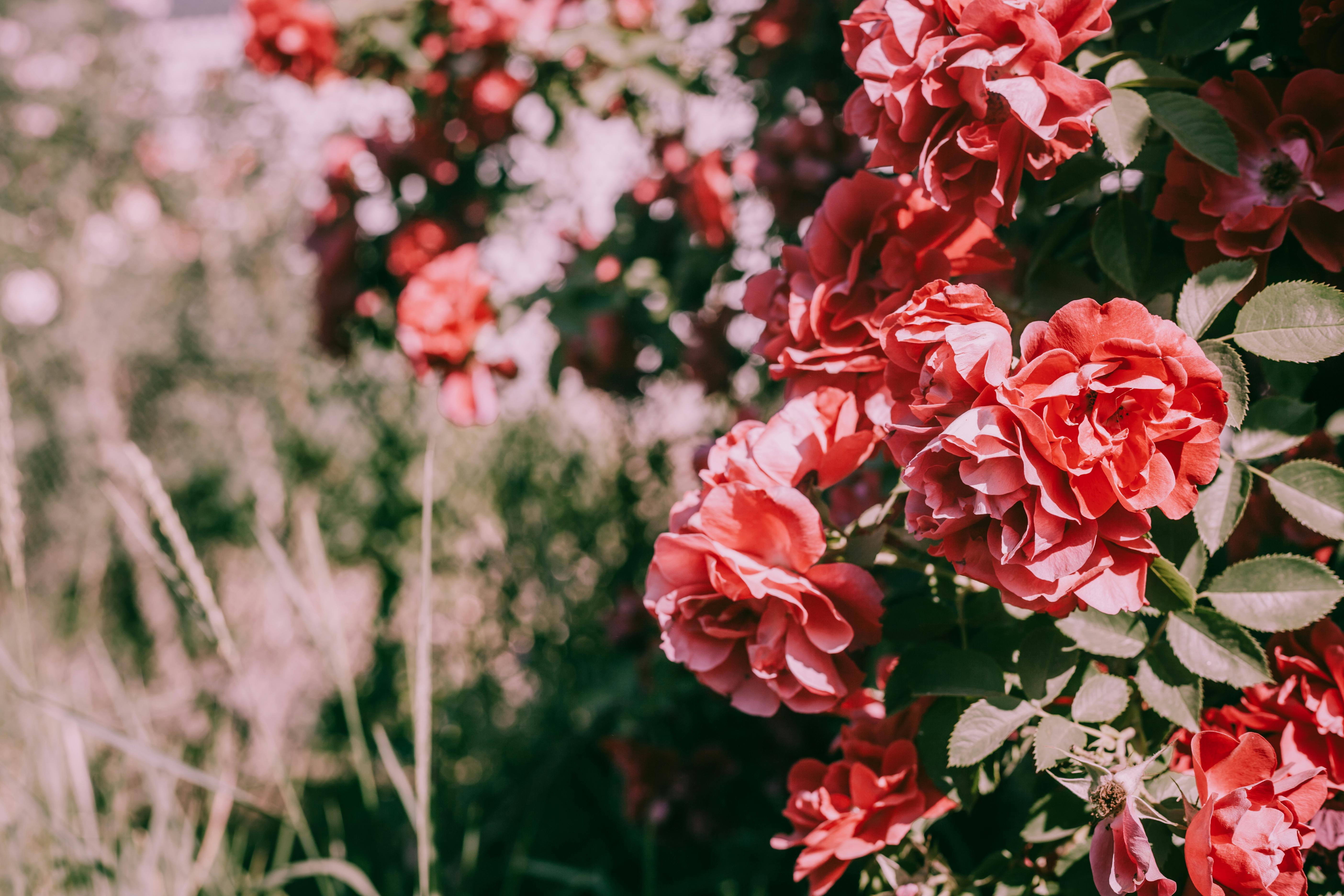Red Garden Roses in Bloom · Free Stock Photo
