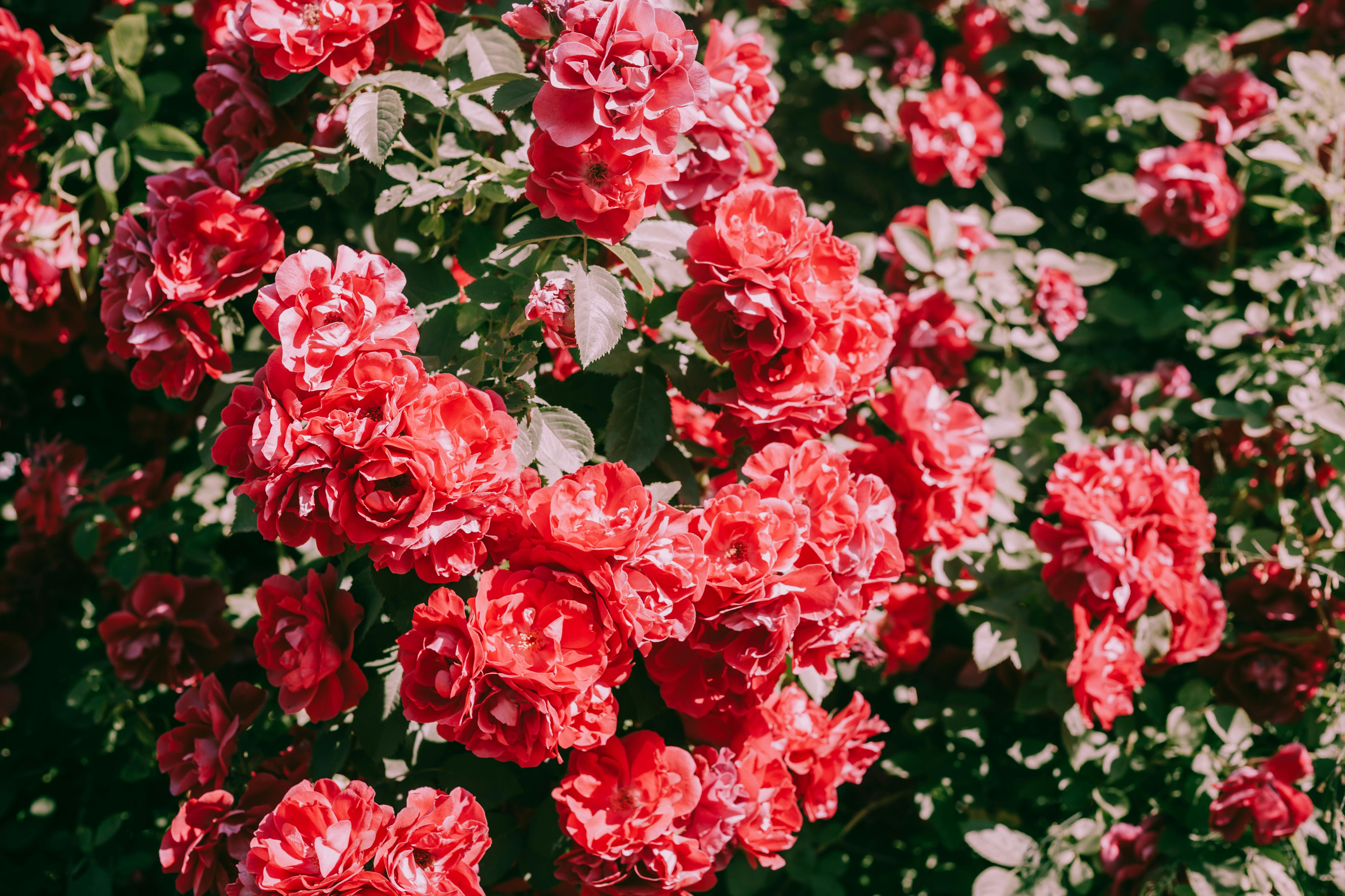 Close-up of Pink Rosebush · Free Stock Photo