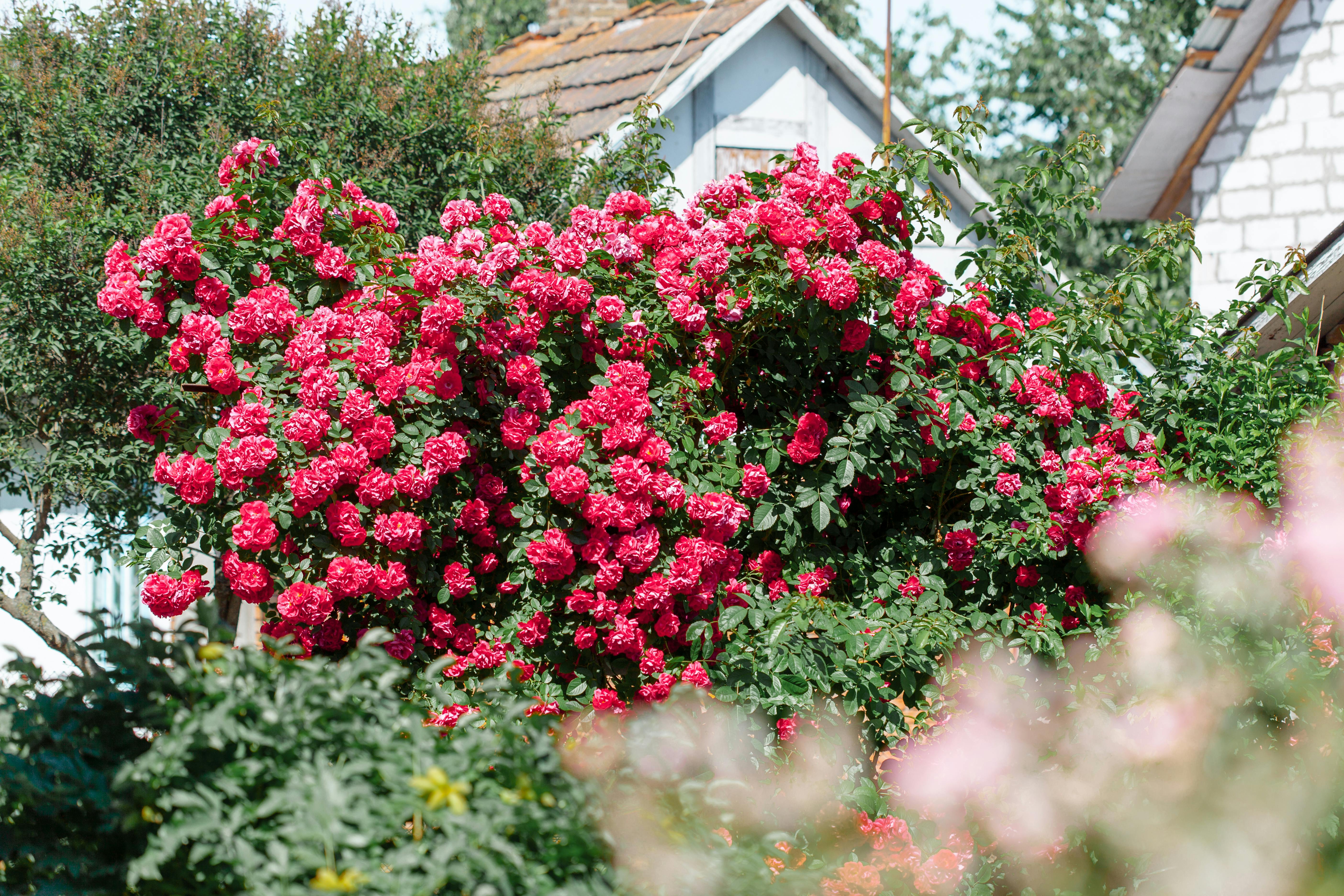Red Roses on the Garden · Free Stock Photo