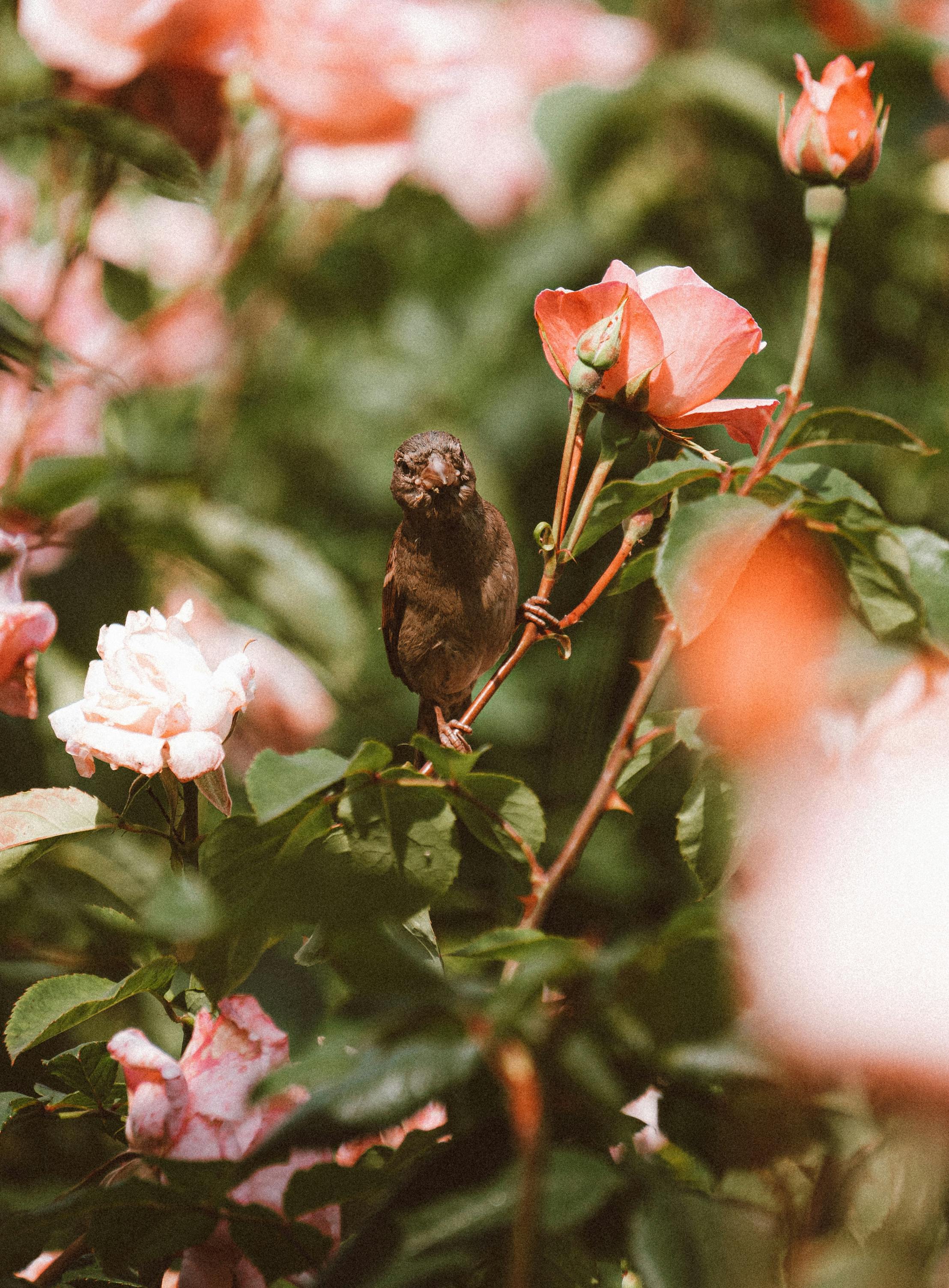Birds With Roses Photos, Download The BEST Free Birds With Roses Stock ...