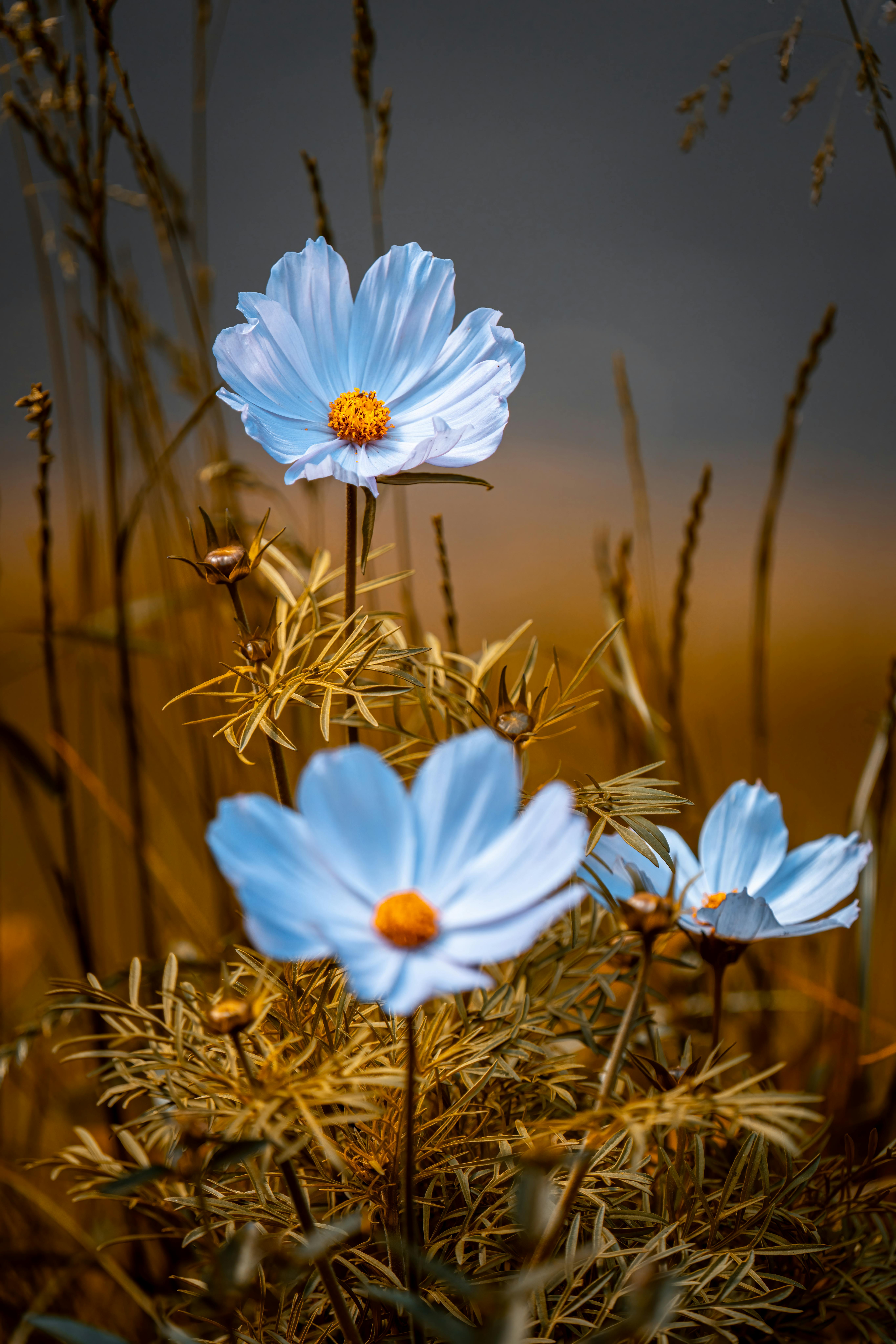 Blue Garden Cosmos Flowers in Bloom · Free Stock Photo