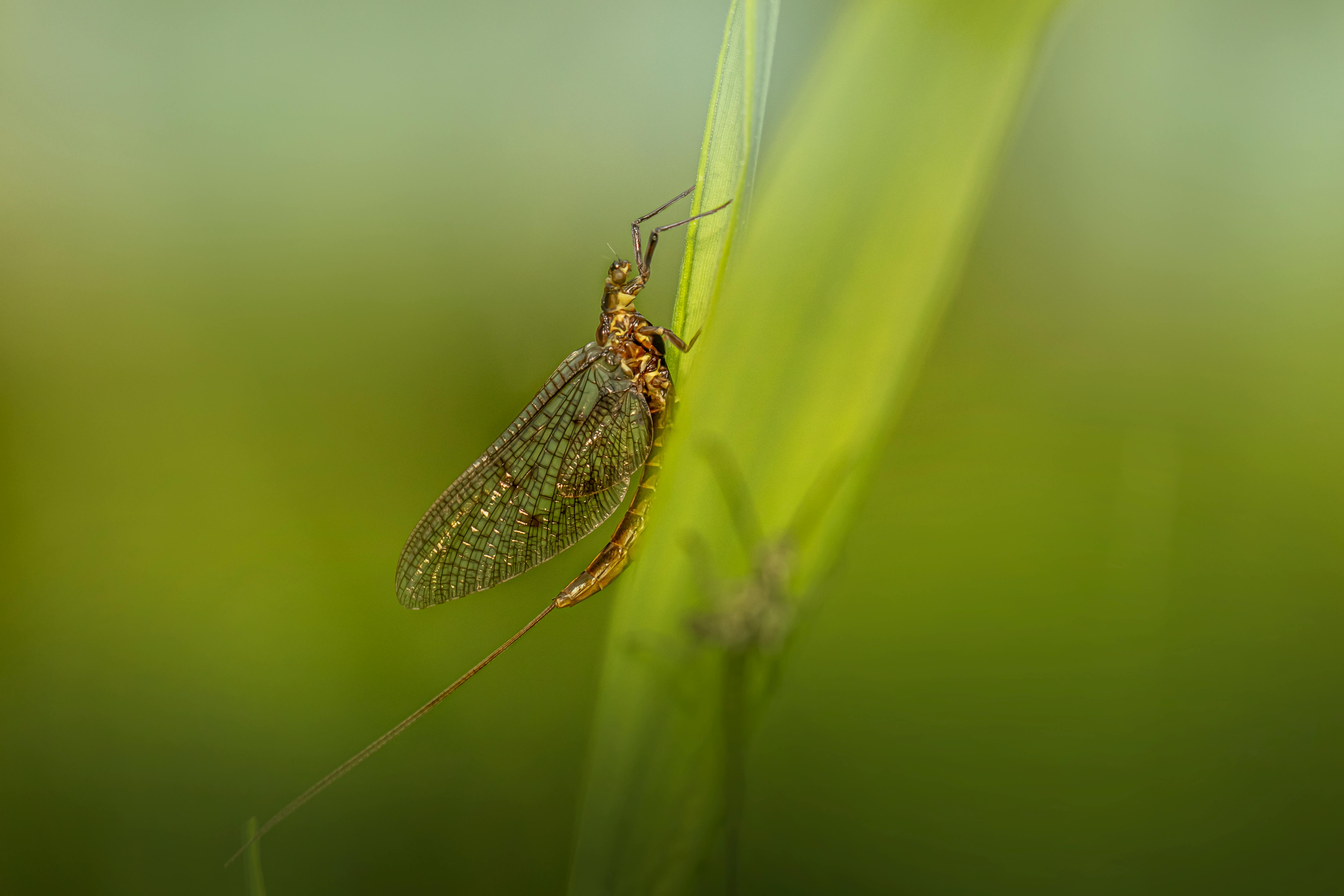 Mayflies Photos, Download The BEST Free Mayflies Stock Photos & HD Images