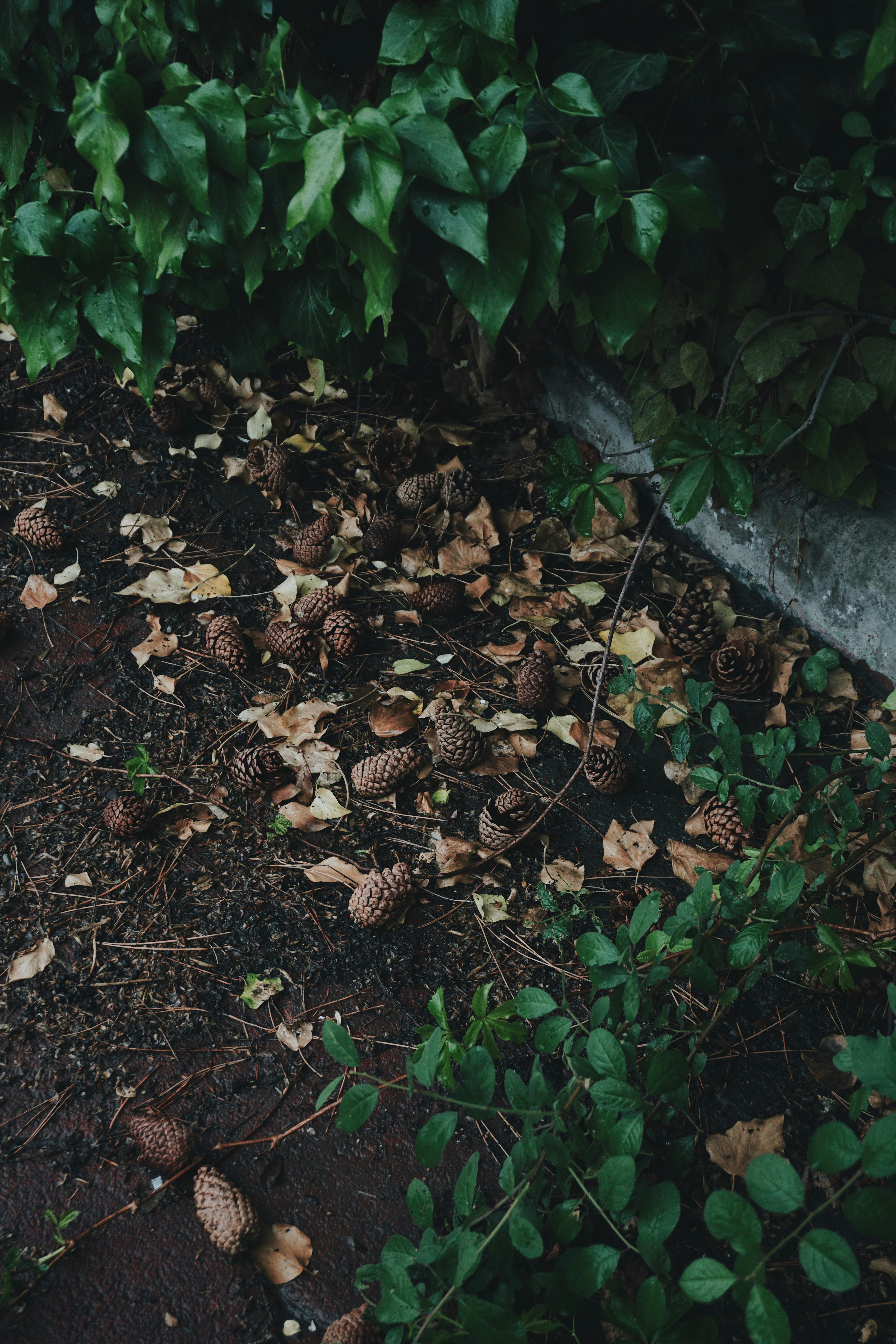 Fallen Pine Cones on the Ground · Free Stock Photo