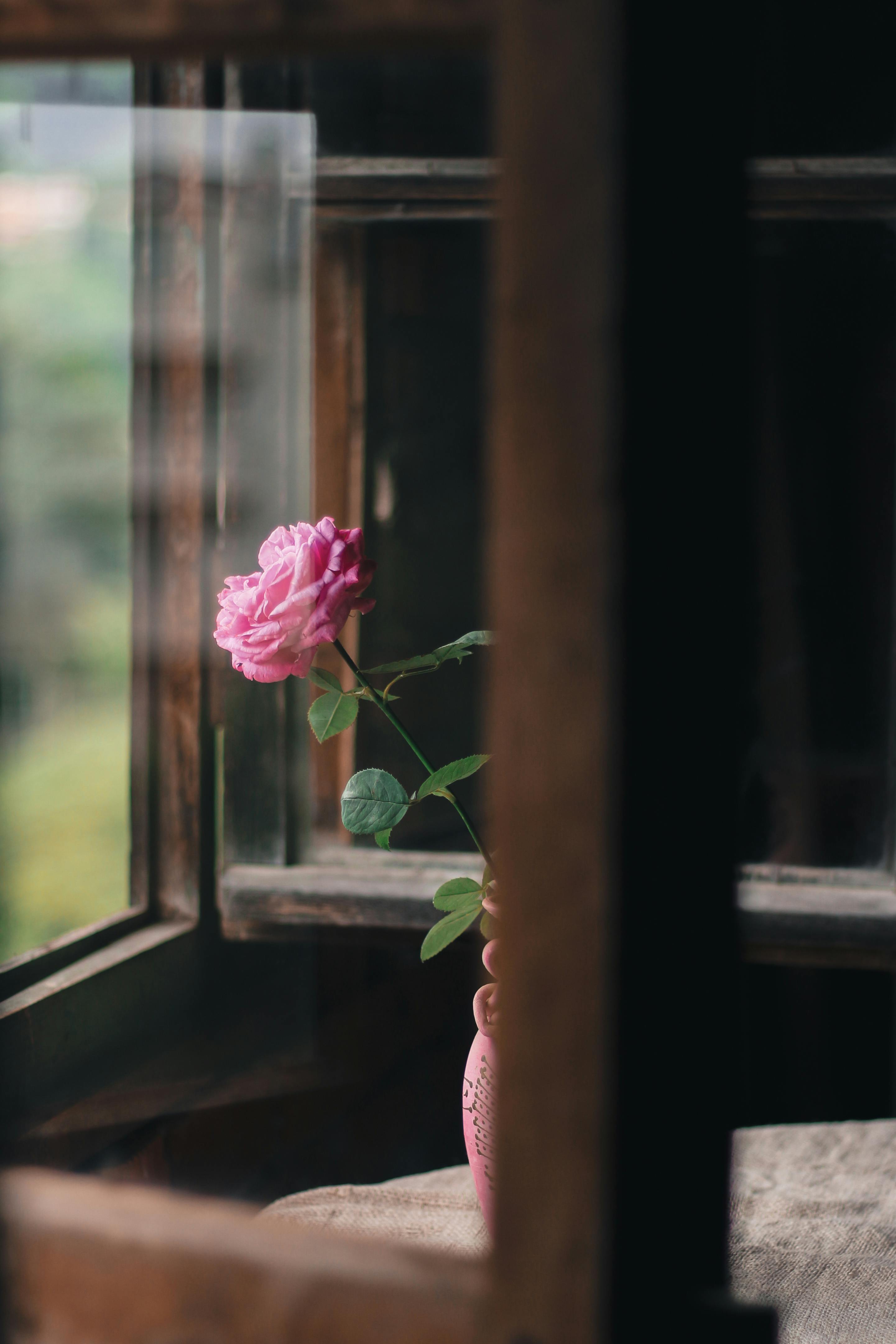 Pink Rose Near the Window · Free Stock Photo