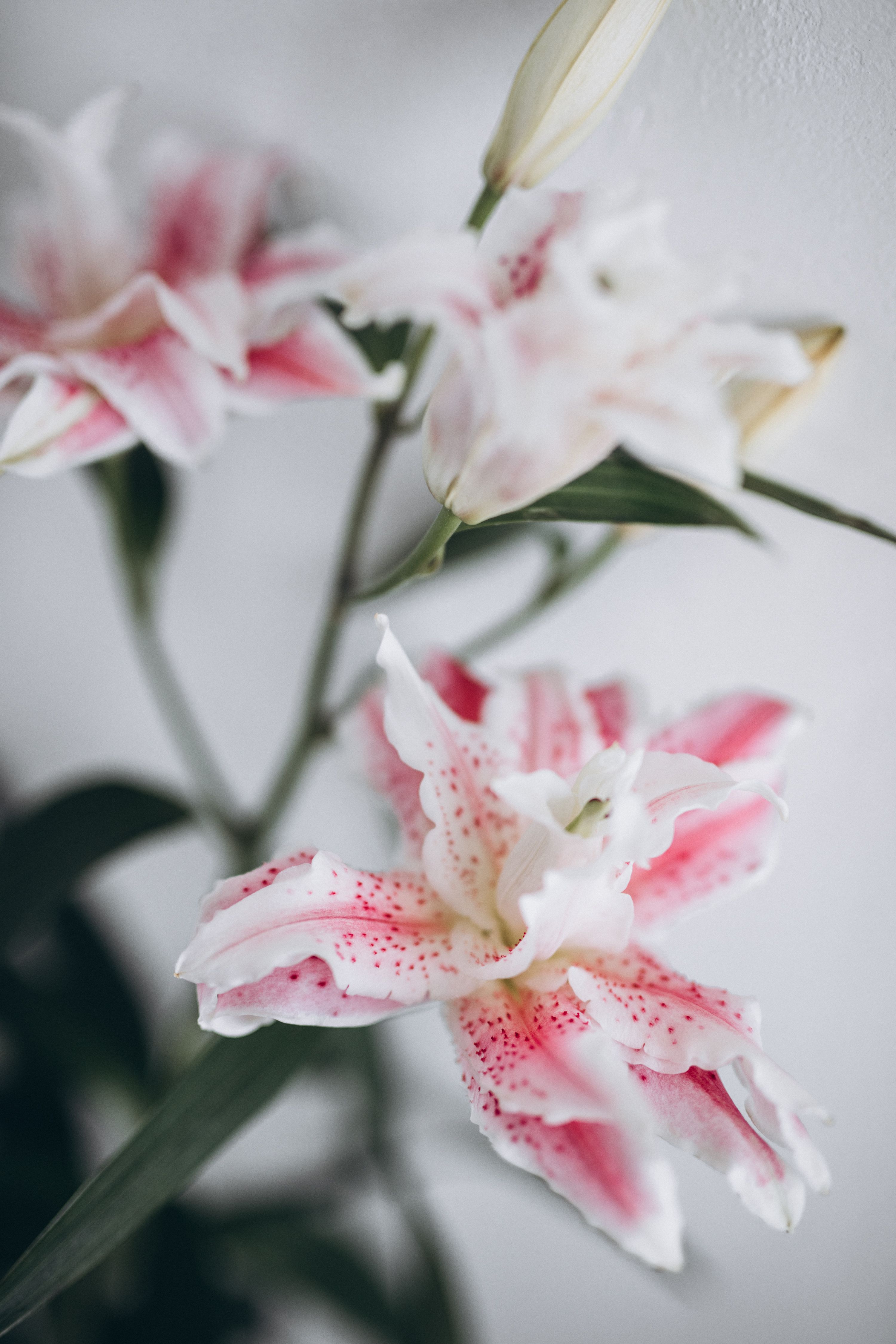 Growth Aesthetic Photos, Download The BEST Free Growth Aesthetic Stock ...
