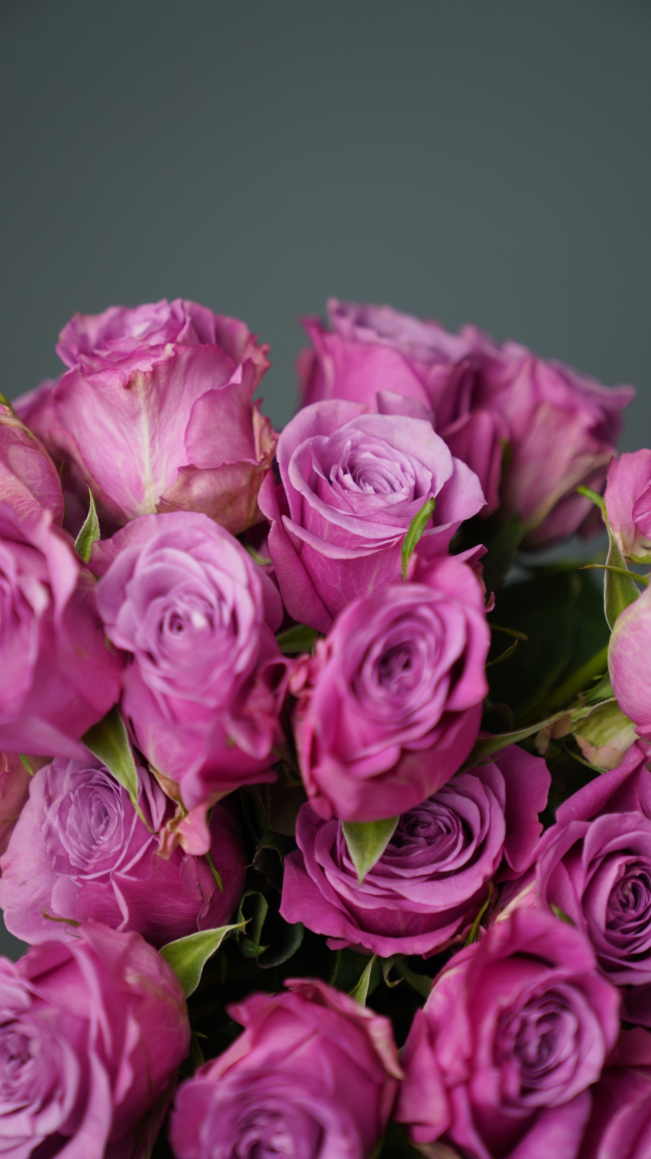 Imagenes De Rosas Moradas Diadema Flores Moradas – STRENDING
