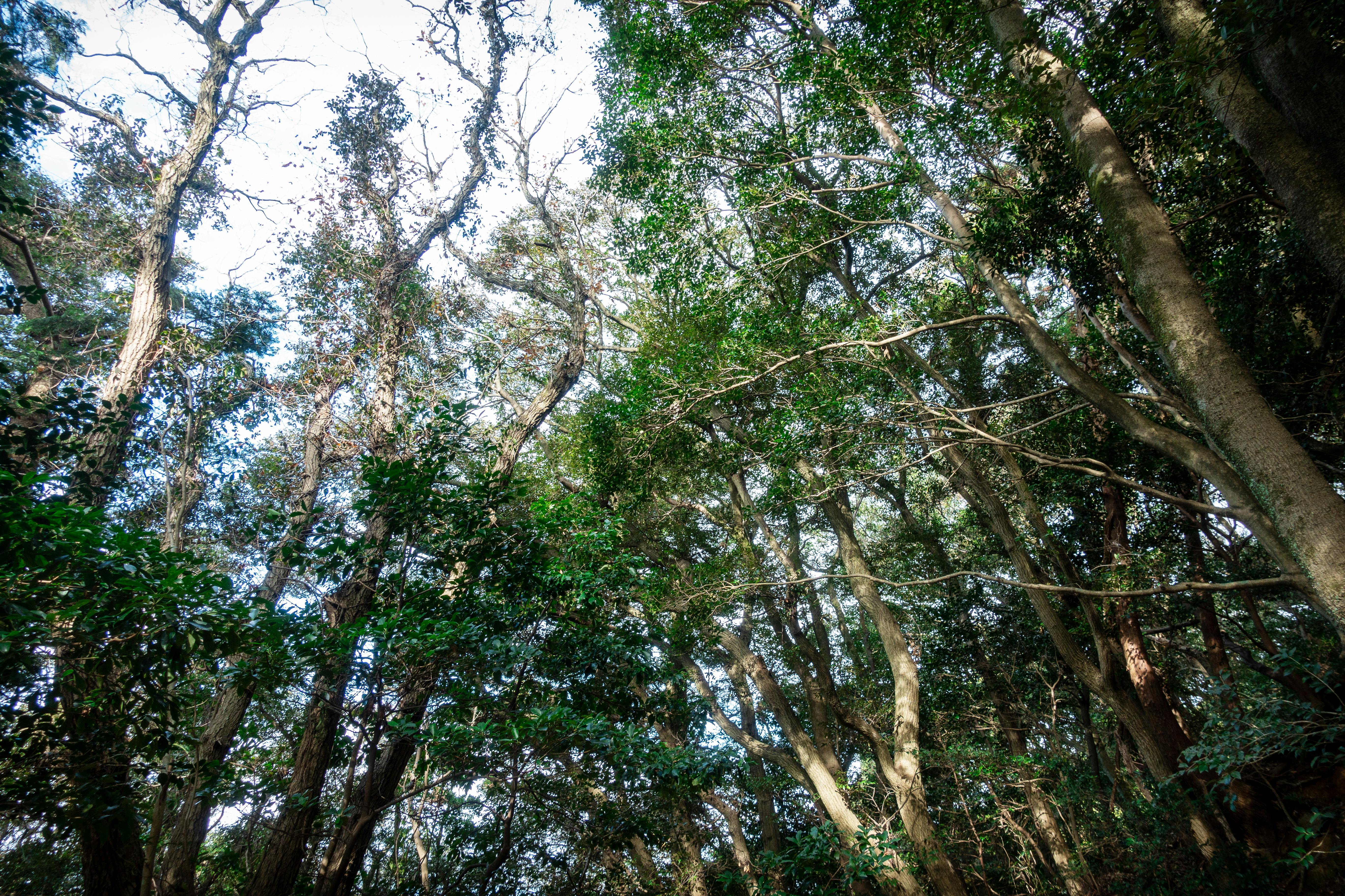 Welcome to Cub Coders