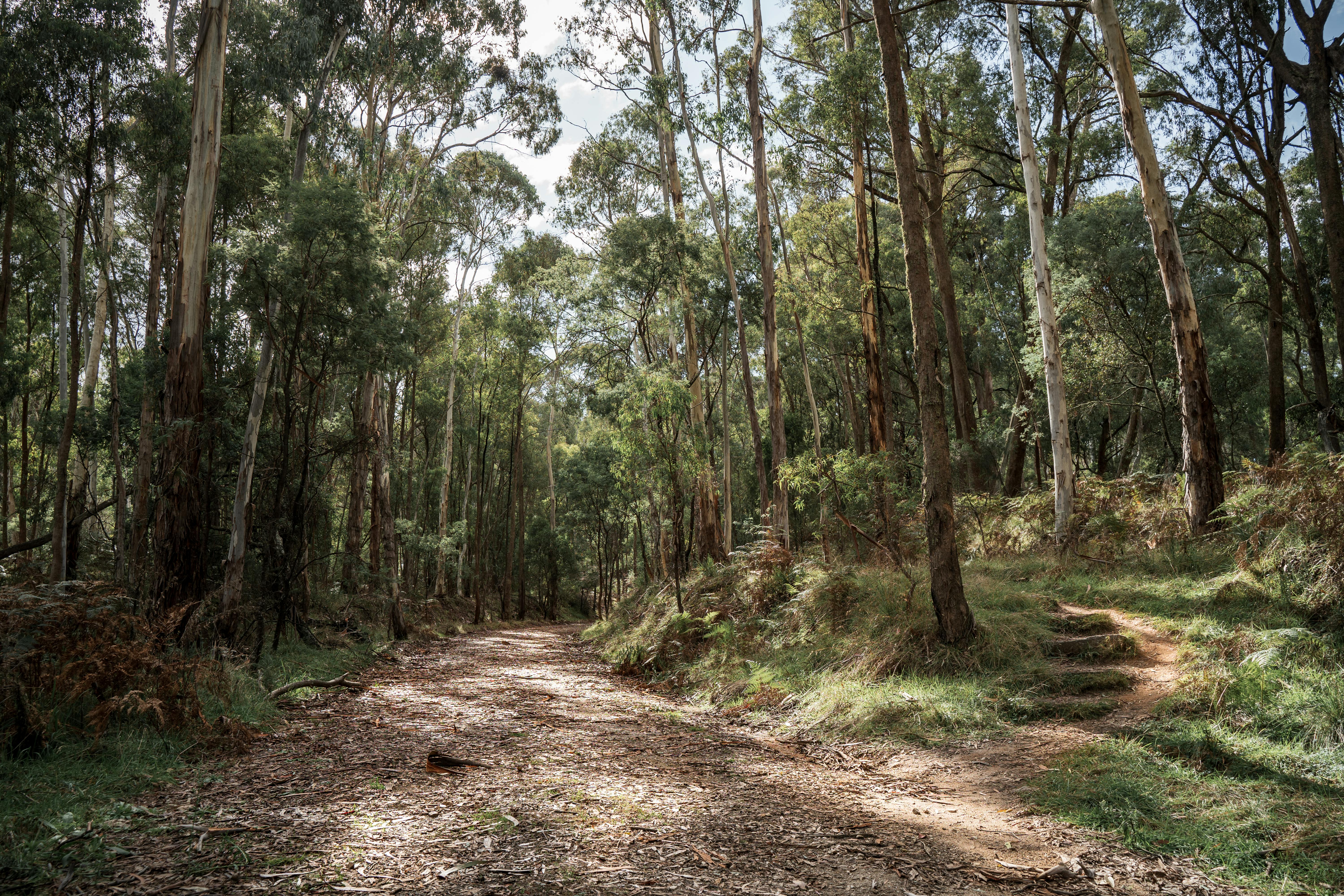 A View of a Stunning Forest · Free Stock Photo