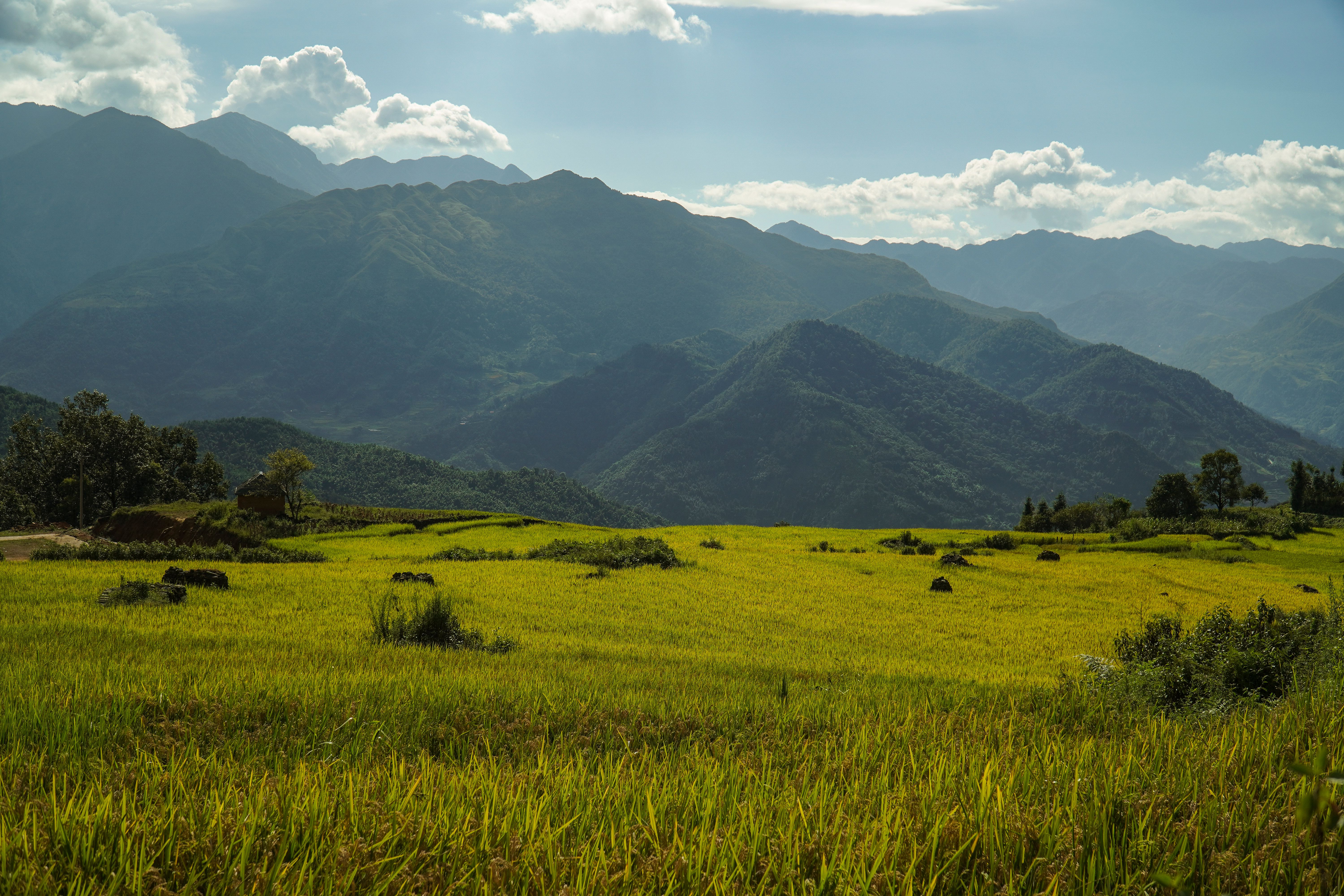 Green Grass Field · Free Stock Photo