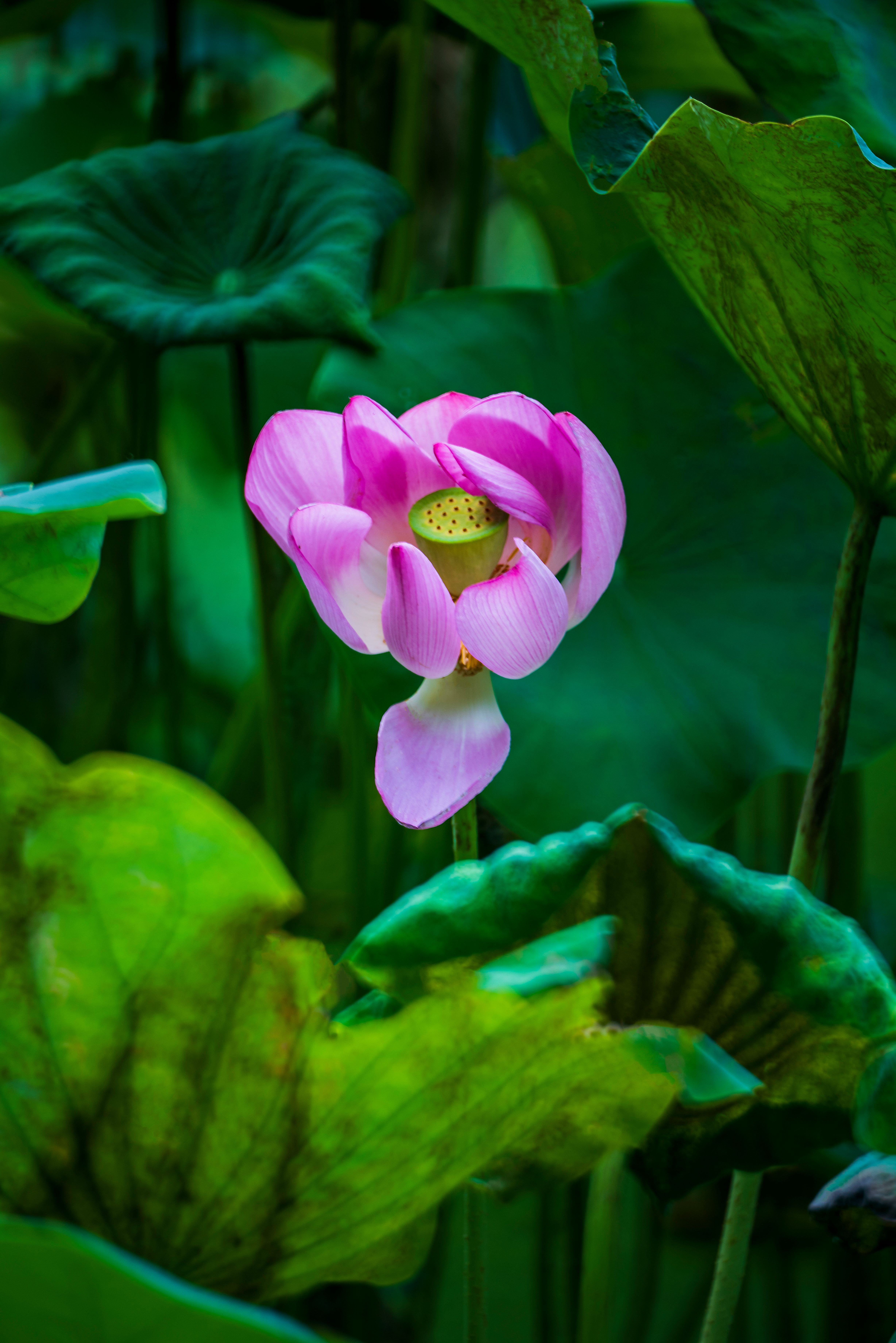 Lotus Flower Backgrounds Photos, Download The BEST Free Lotus Flower ...