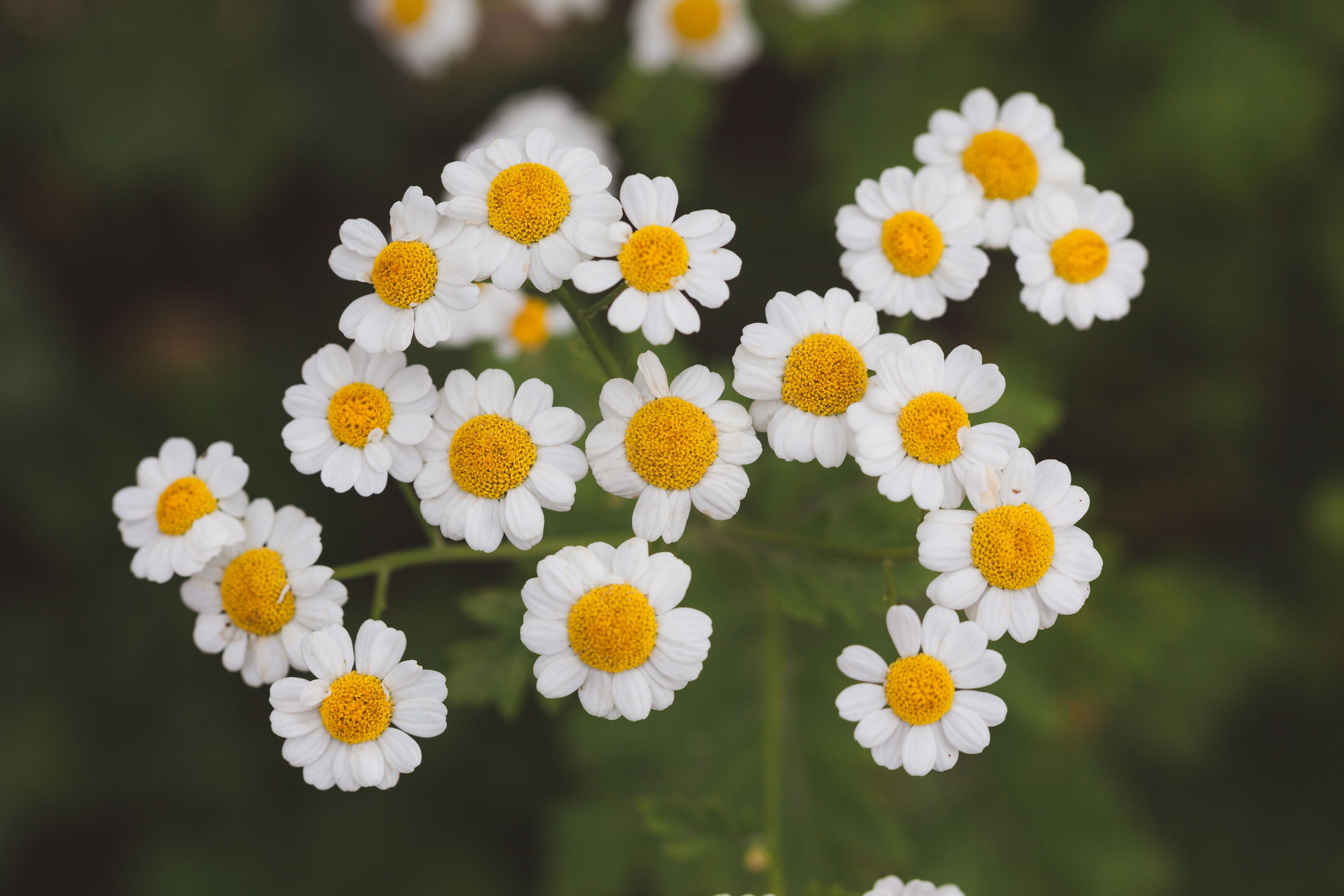 Close Up of Green Flowers · Free Stock Photo
