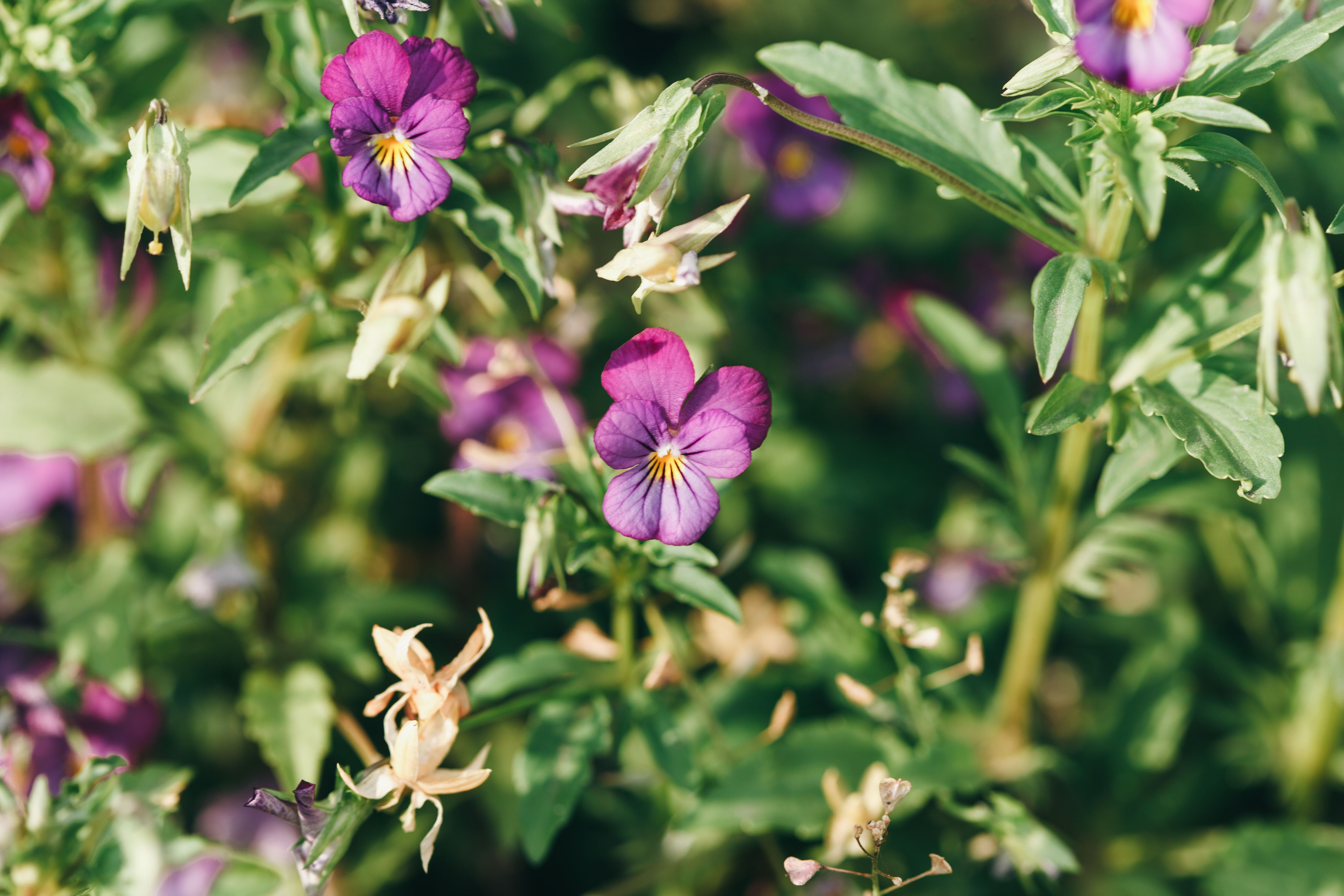 Purple Small Scabious Flowers Growing in Garden · Free Stock Photo