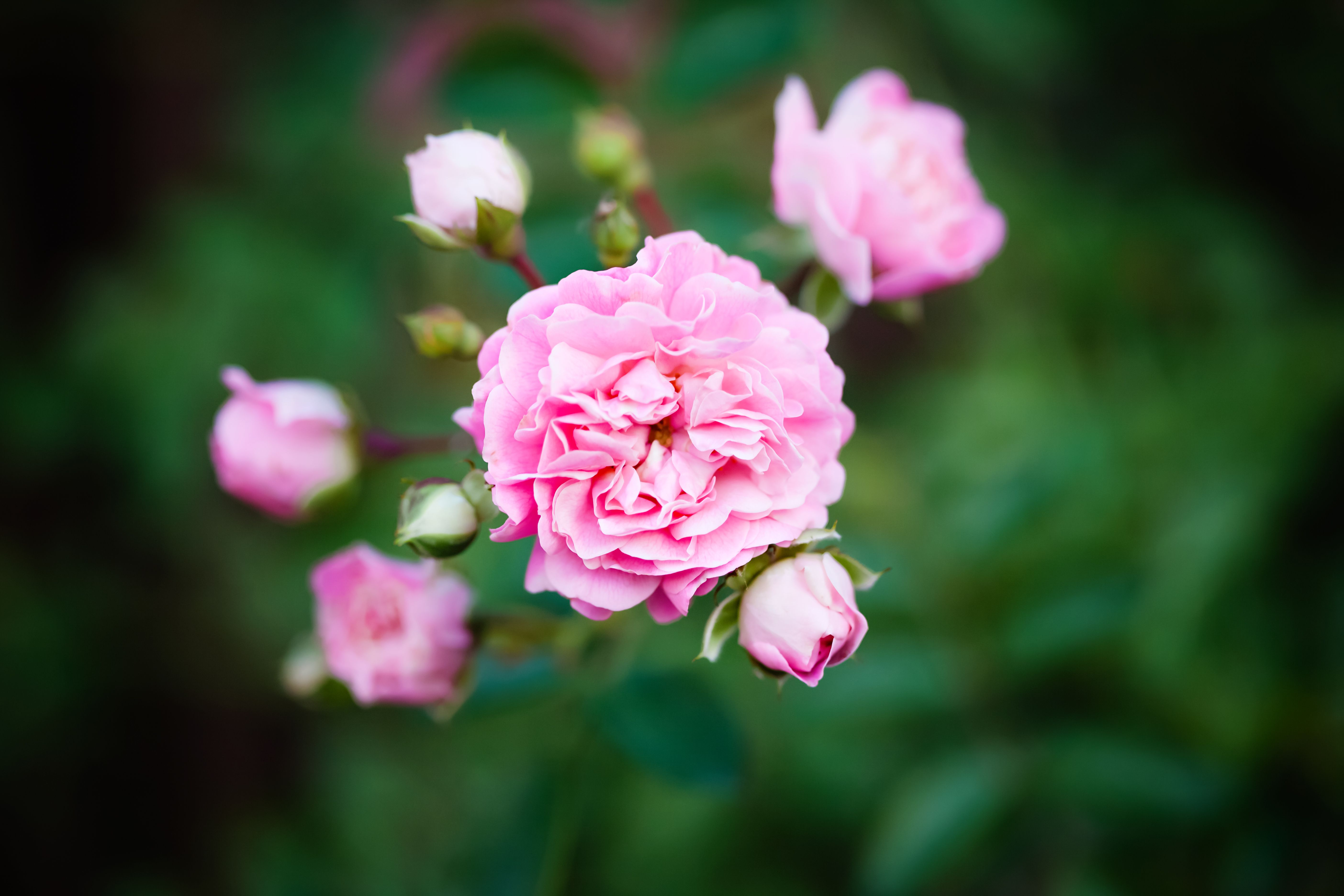 Close Up Photography of Floating Flowers · Free Stock Photo