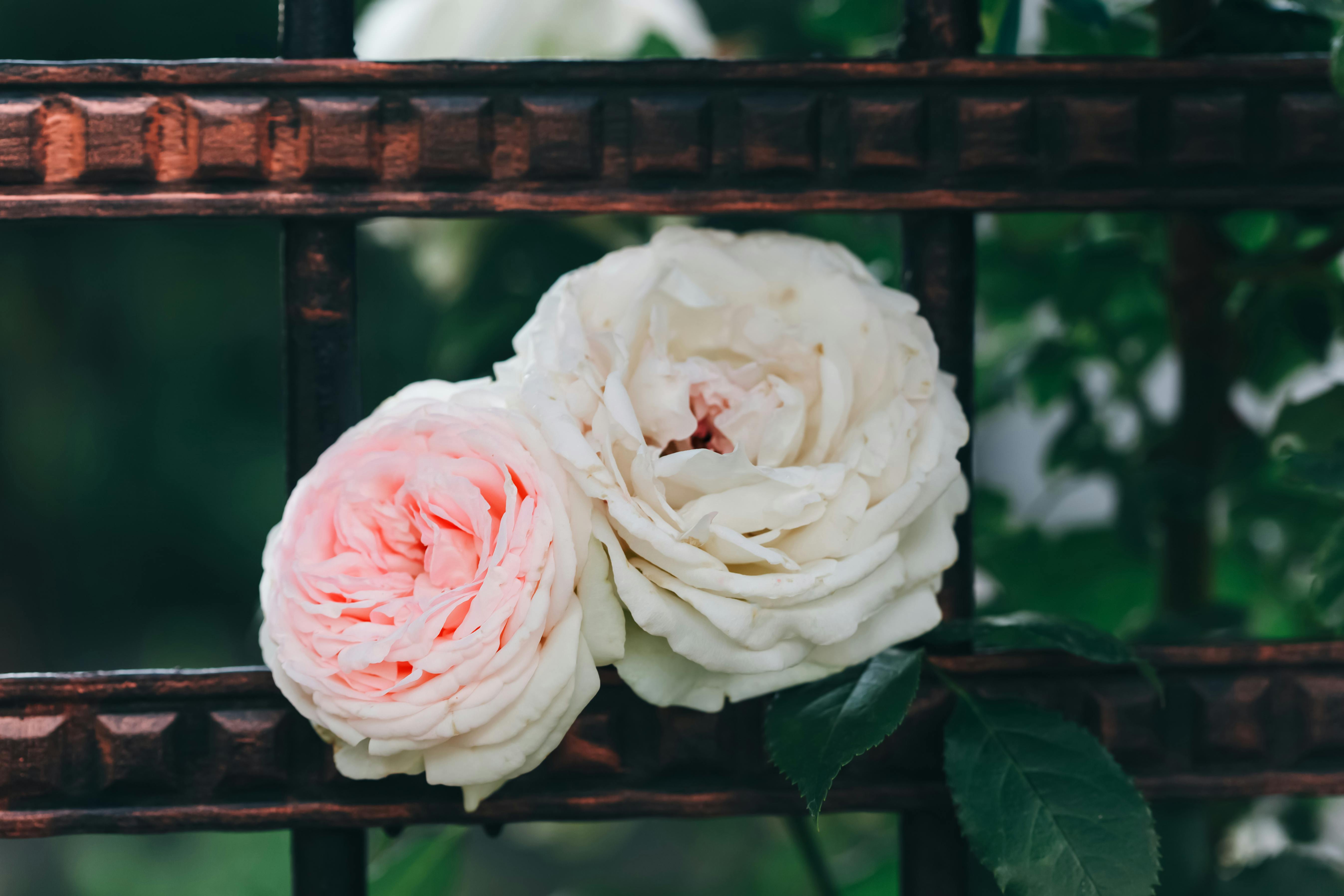 Close-up of Beautiful Garden Roses · Free Stock Photo