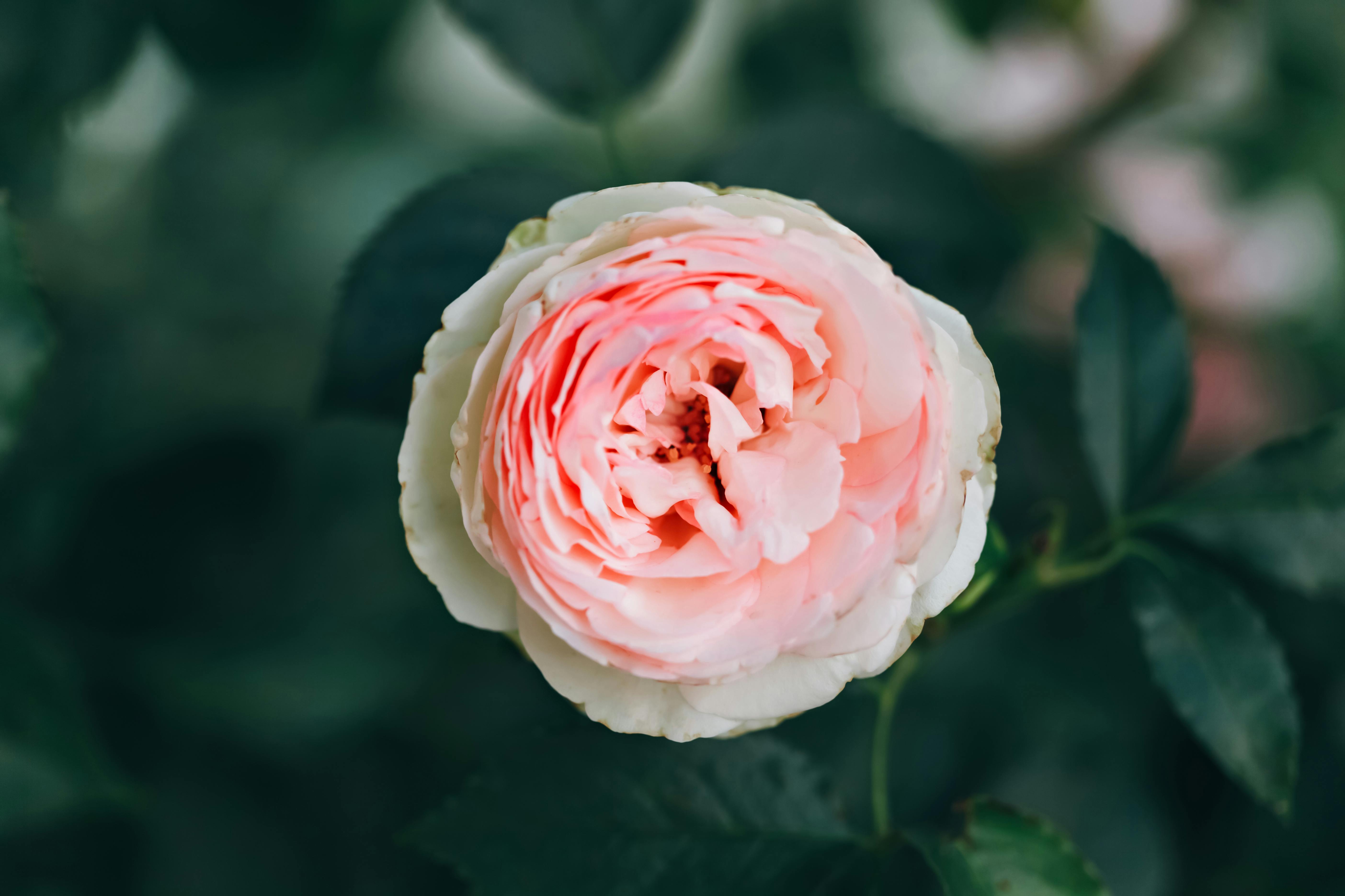 Close-up of a Beautiful Light Pink Rose · Free Stock Photo