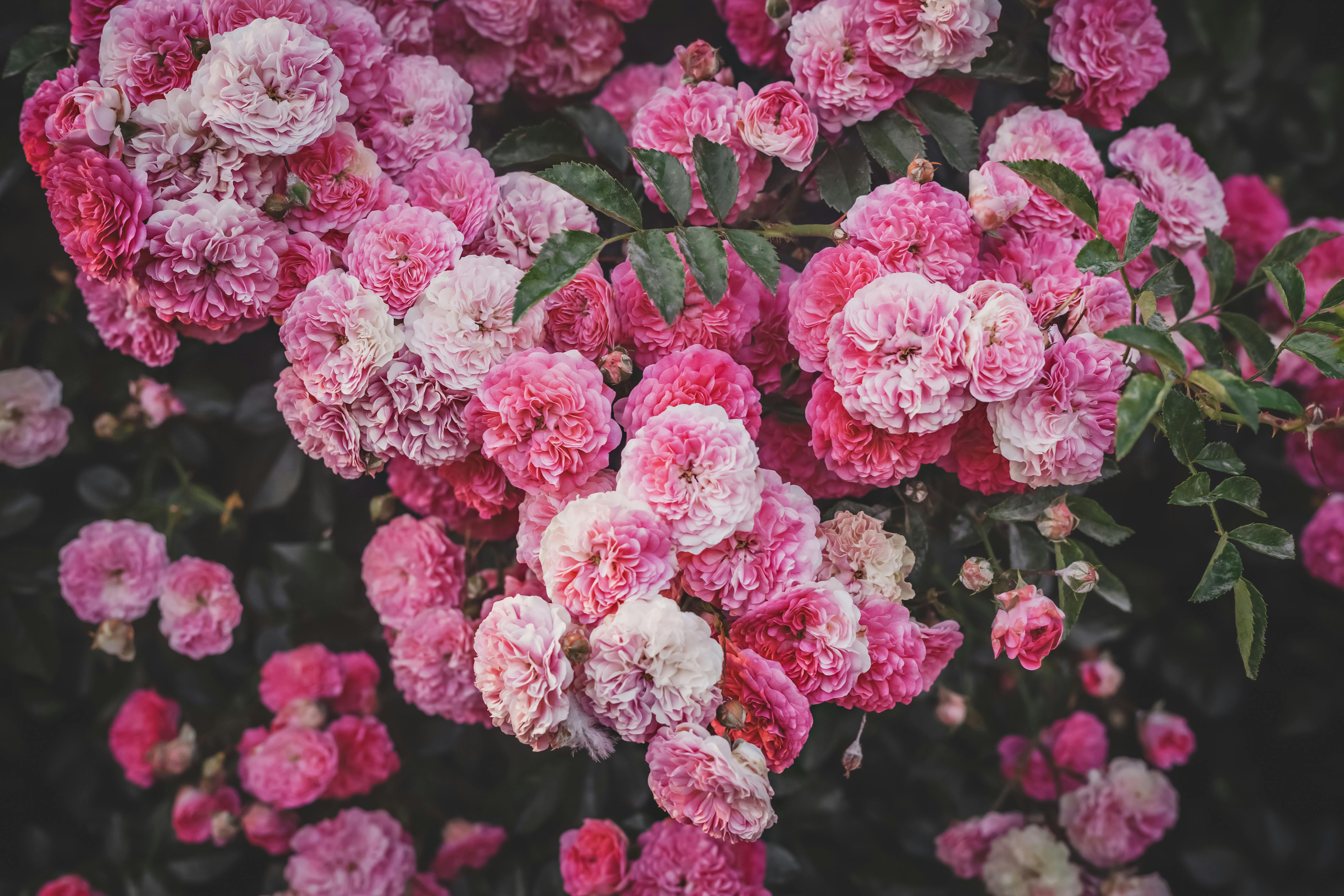 Ashley Roses Plant · Free Stock Photo