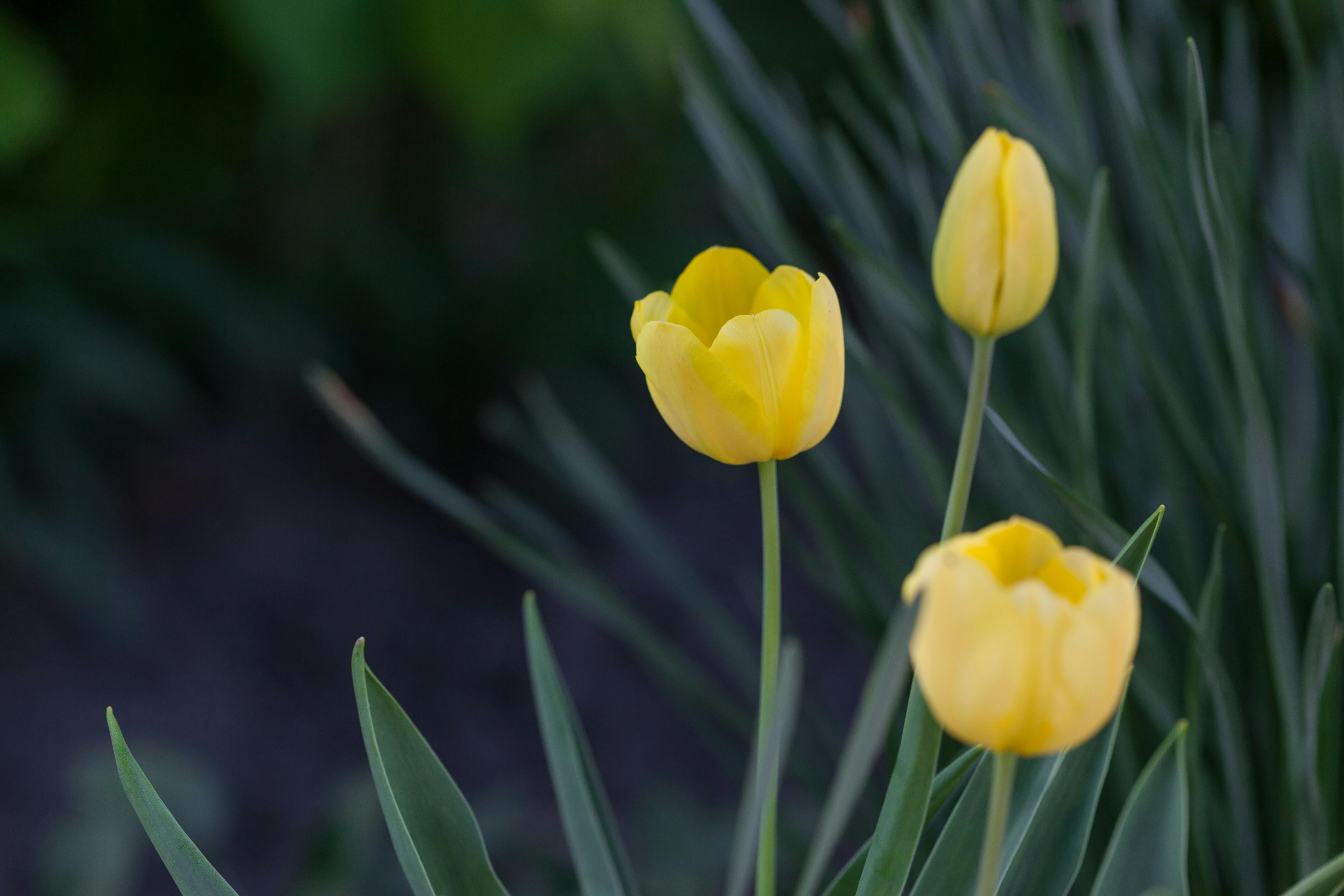 Close-up Photo of Yellow Bud Flower · Free Stock Photo