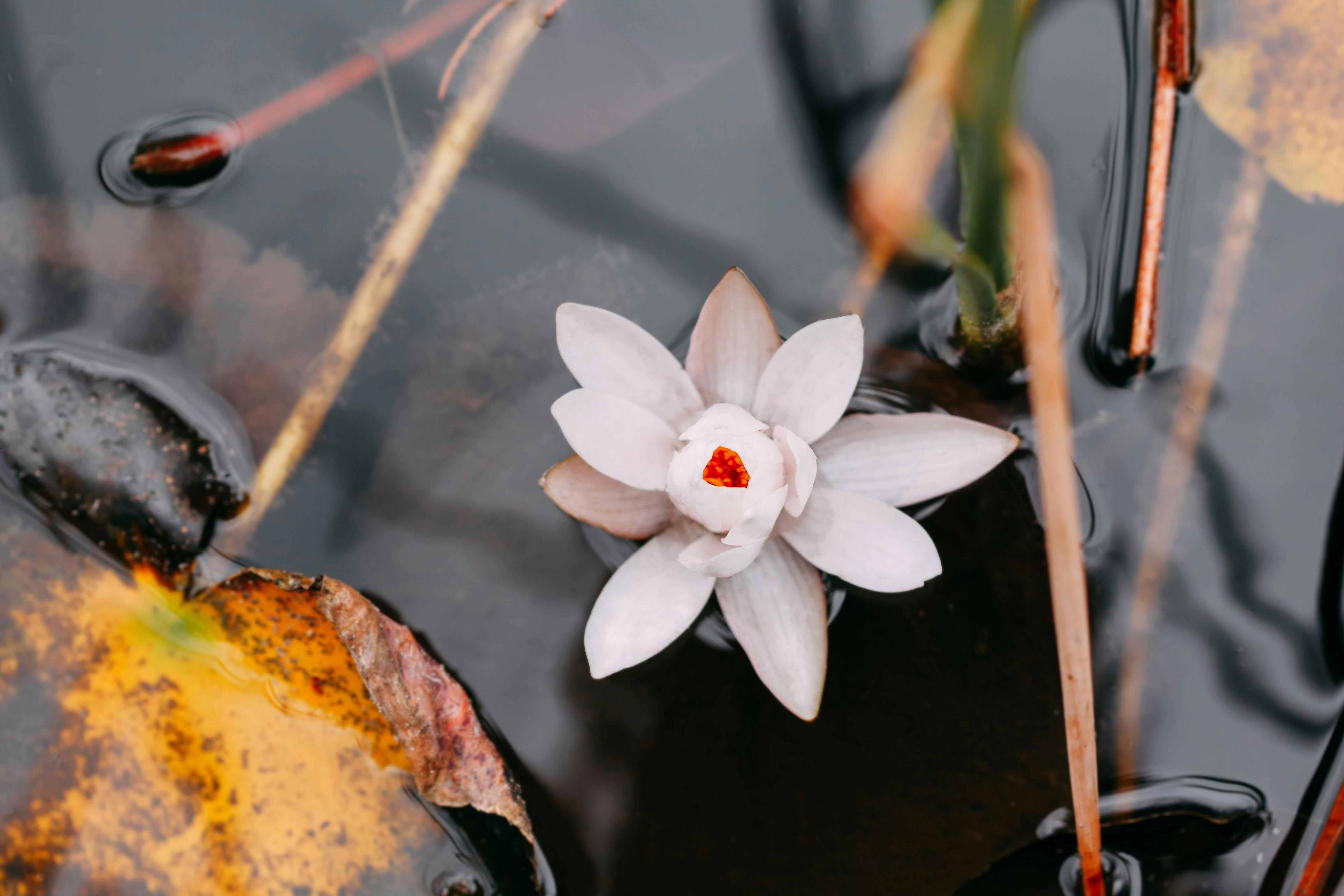 Water Flower Wallpaper Photos, Download The BEST Free Water Flower ...